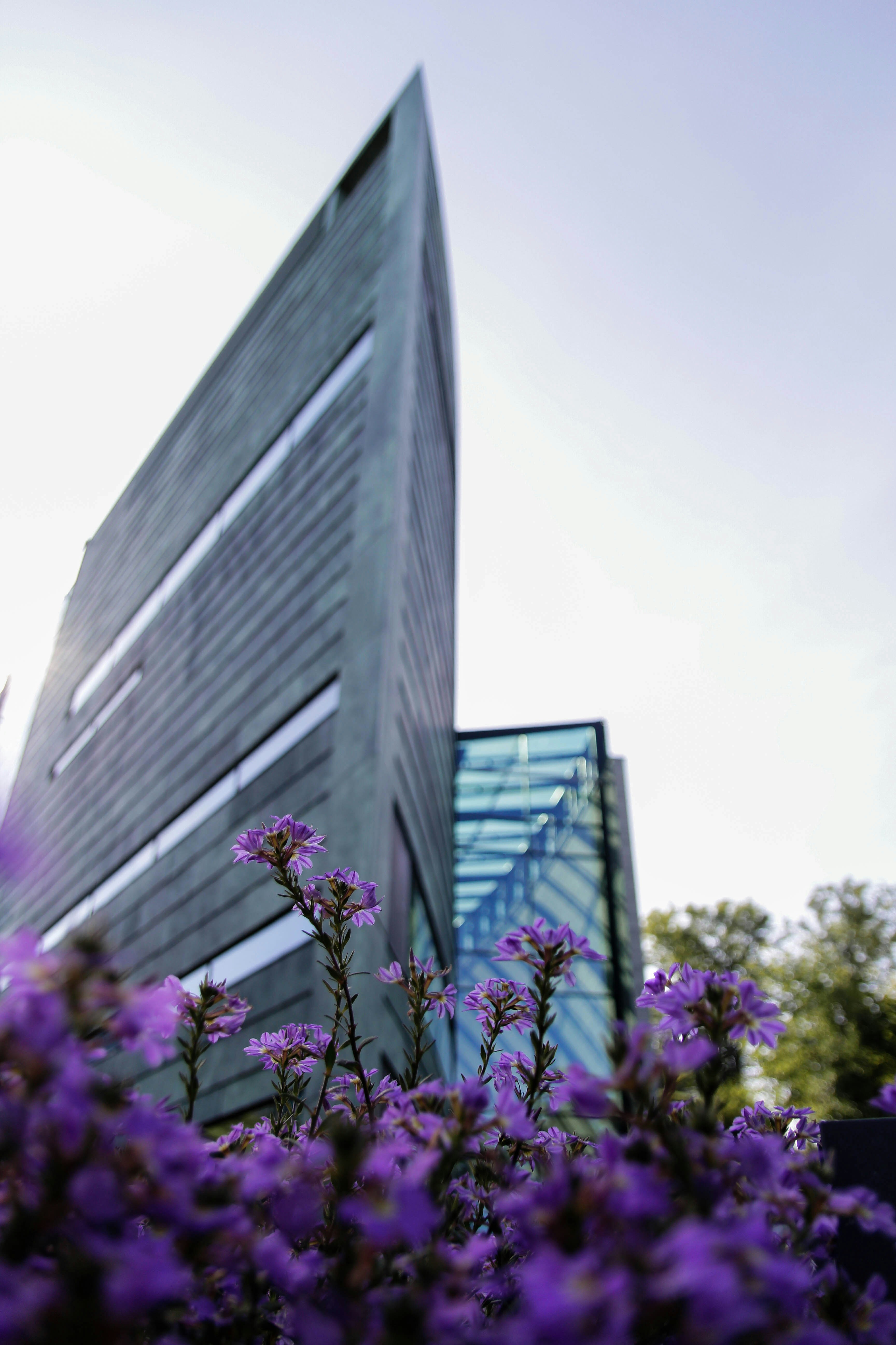 Purple Blooms at the Base of a Modern Glass Tower