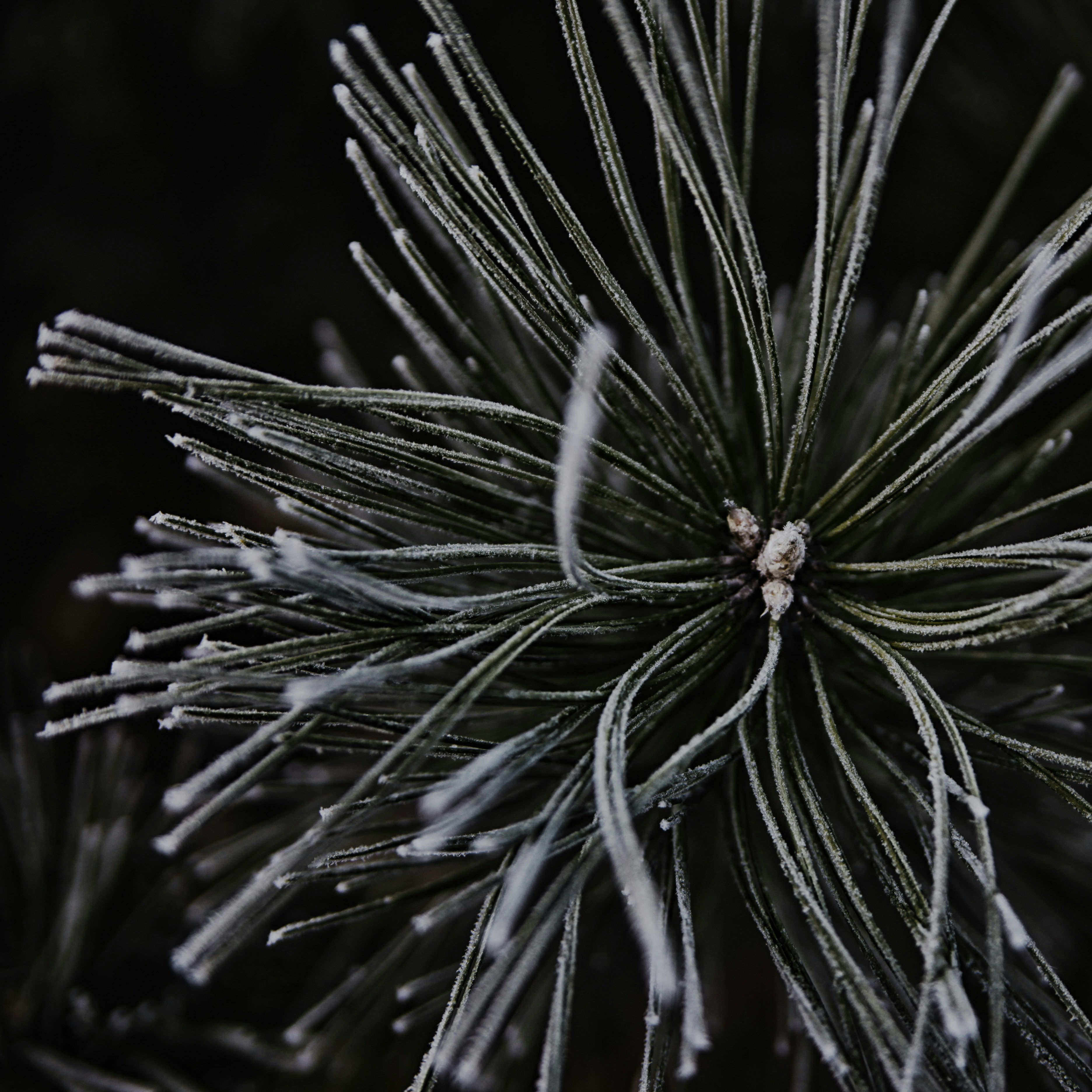 Grayscale photo of plant photo – Free Detail Image on Unsplash