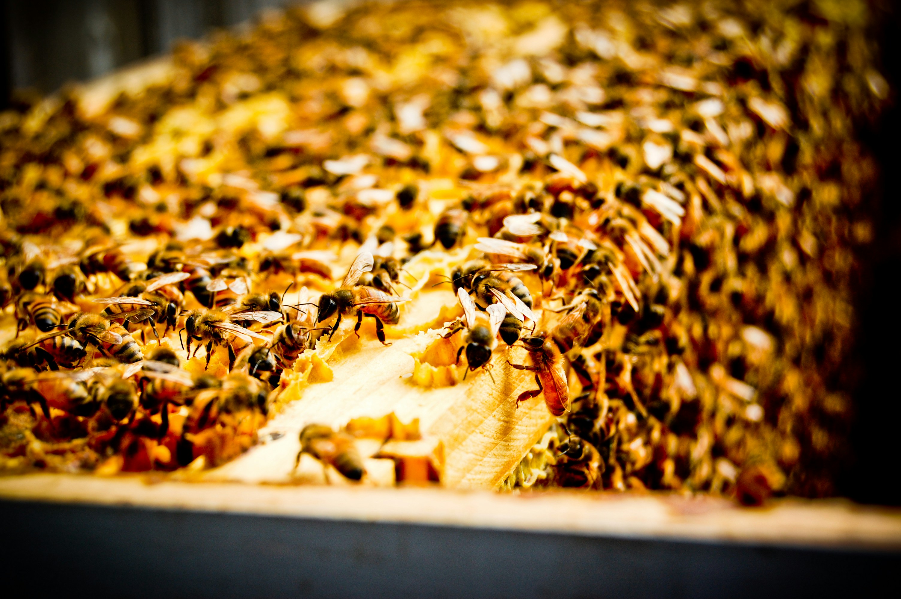 Close-up of a bustling bee colony on a honeycomb, showcasing their intricate work and social structure.