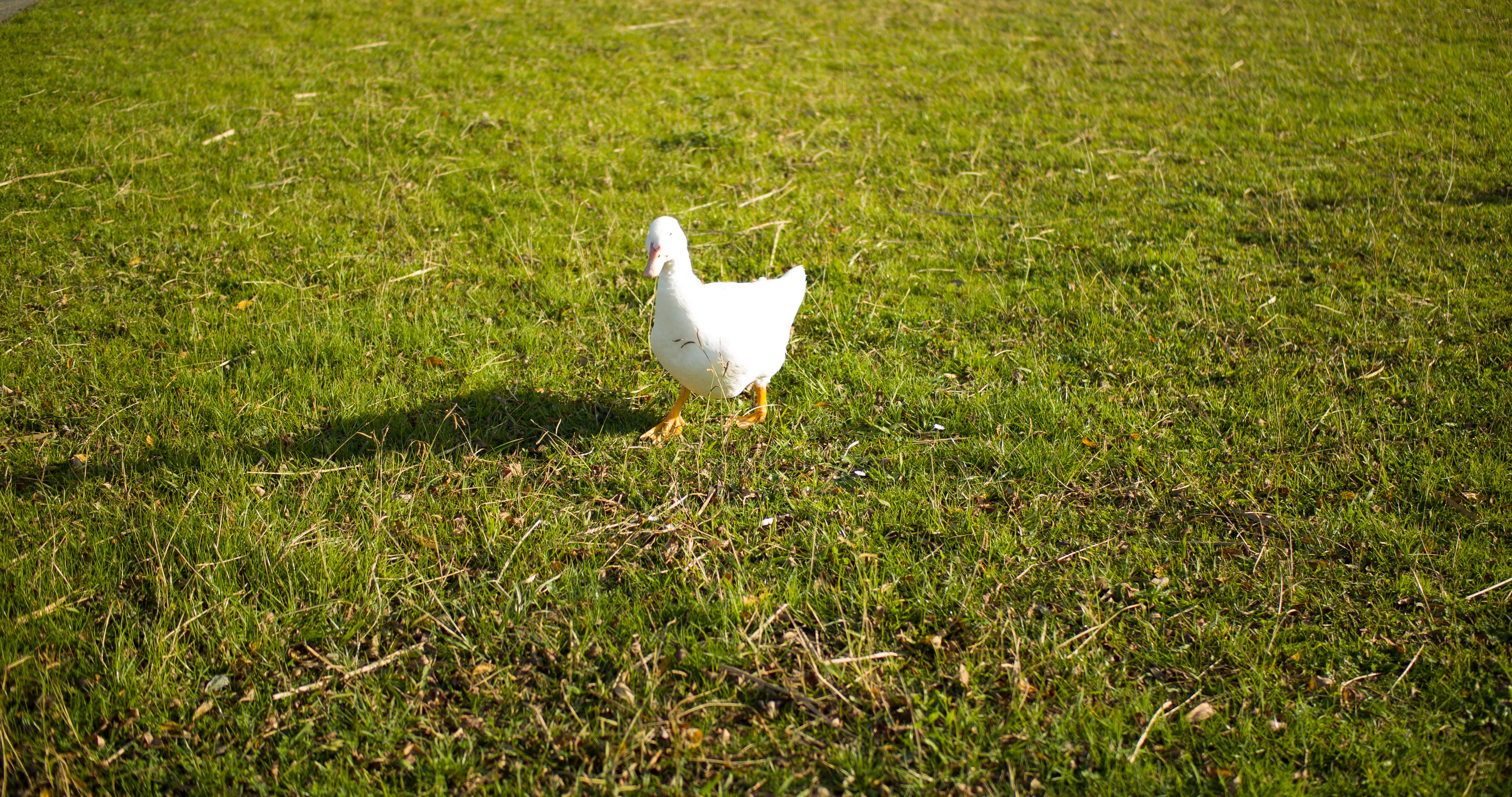 Mr Liger (@mrligerrg) | Comunidade de fotos da Unsplash