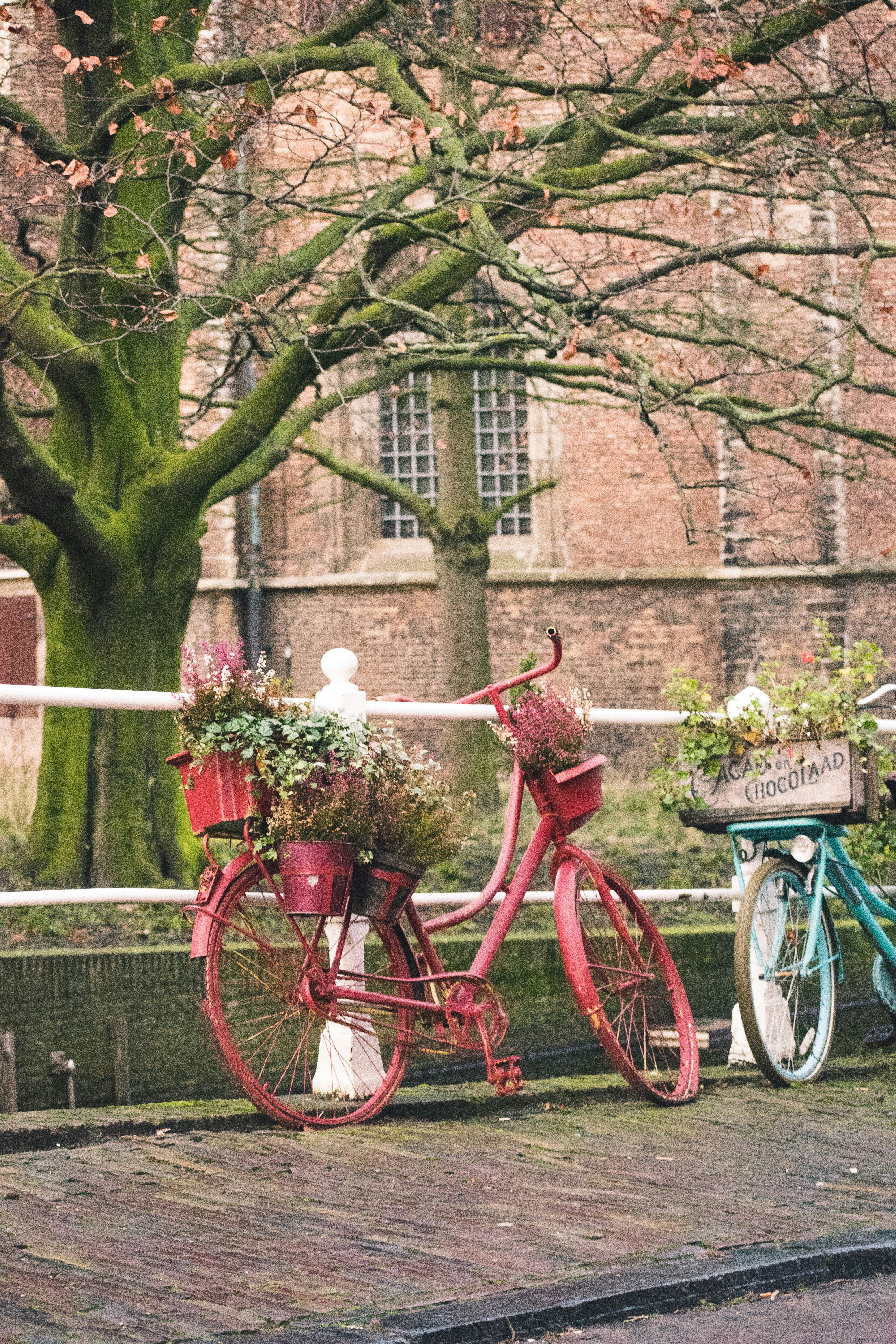 Crimson Bicycle Blossoms by the Canal