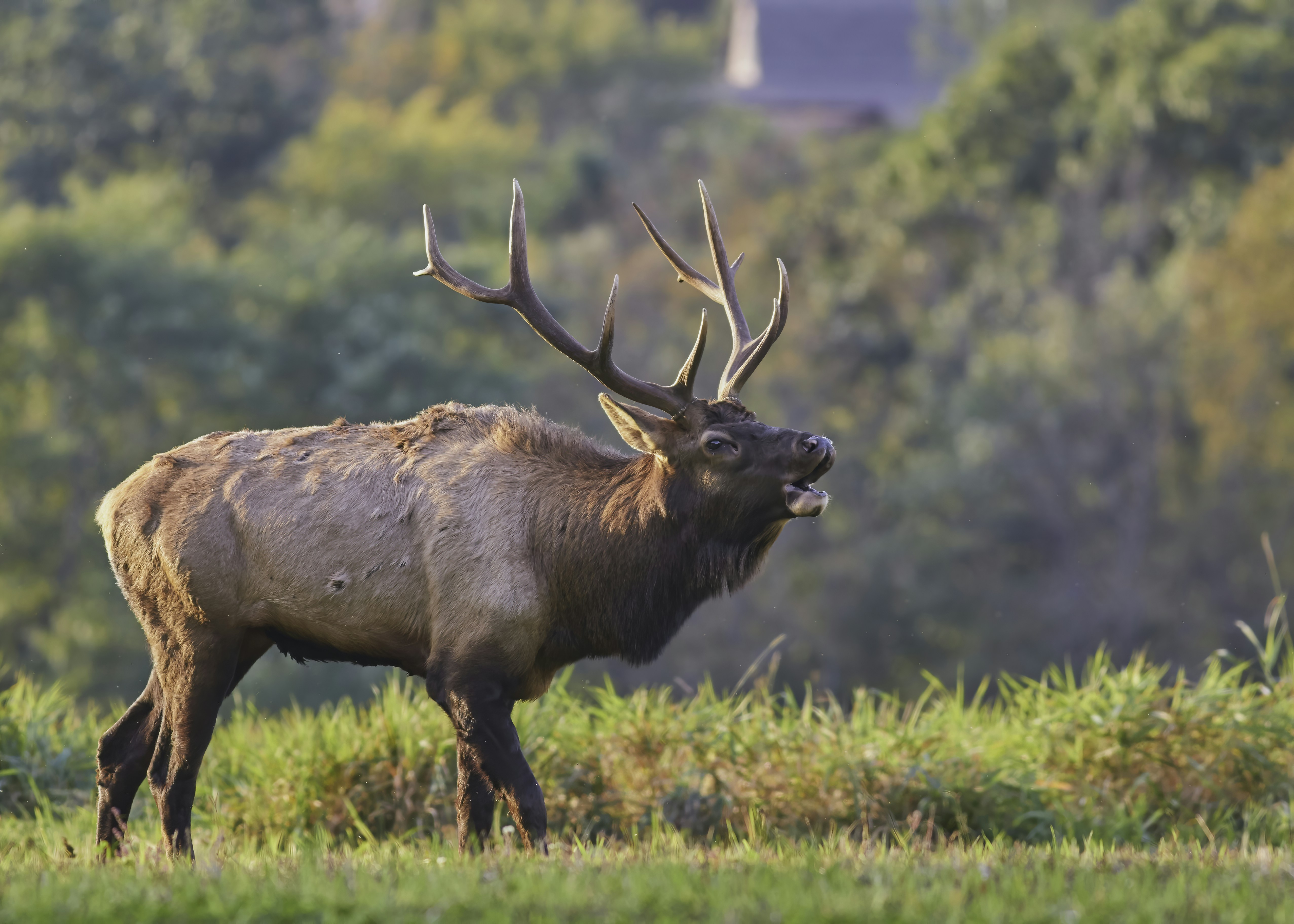 Elk  | brown ram in grass field