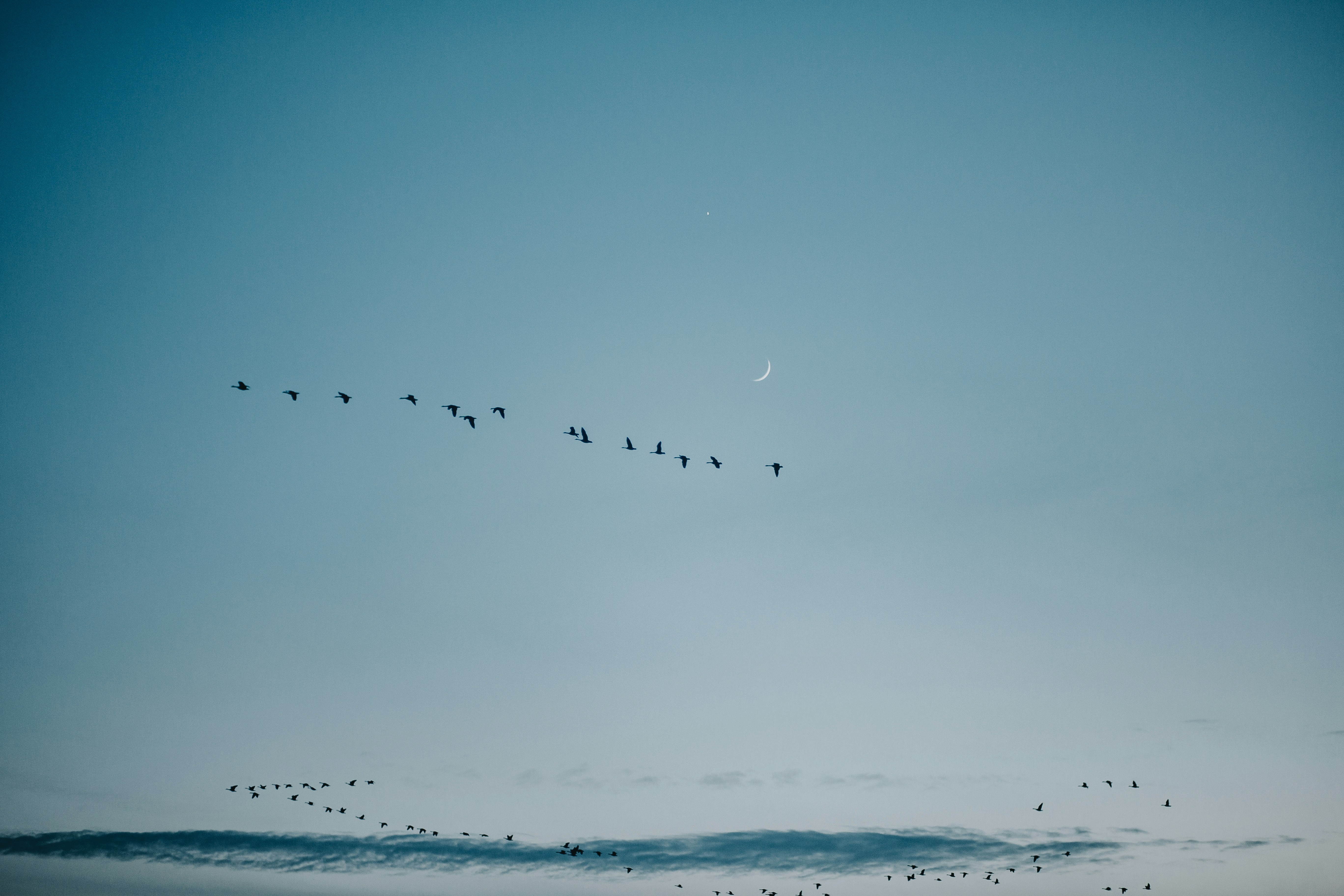 Crescent Moon and a V-Formation of Birds Across a Quiet Sea