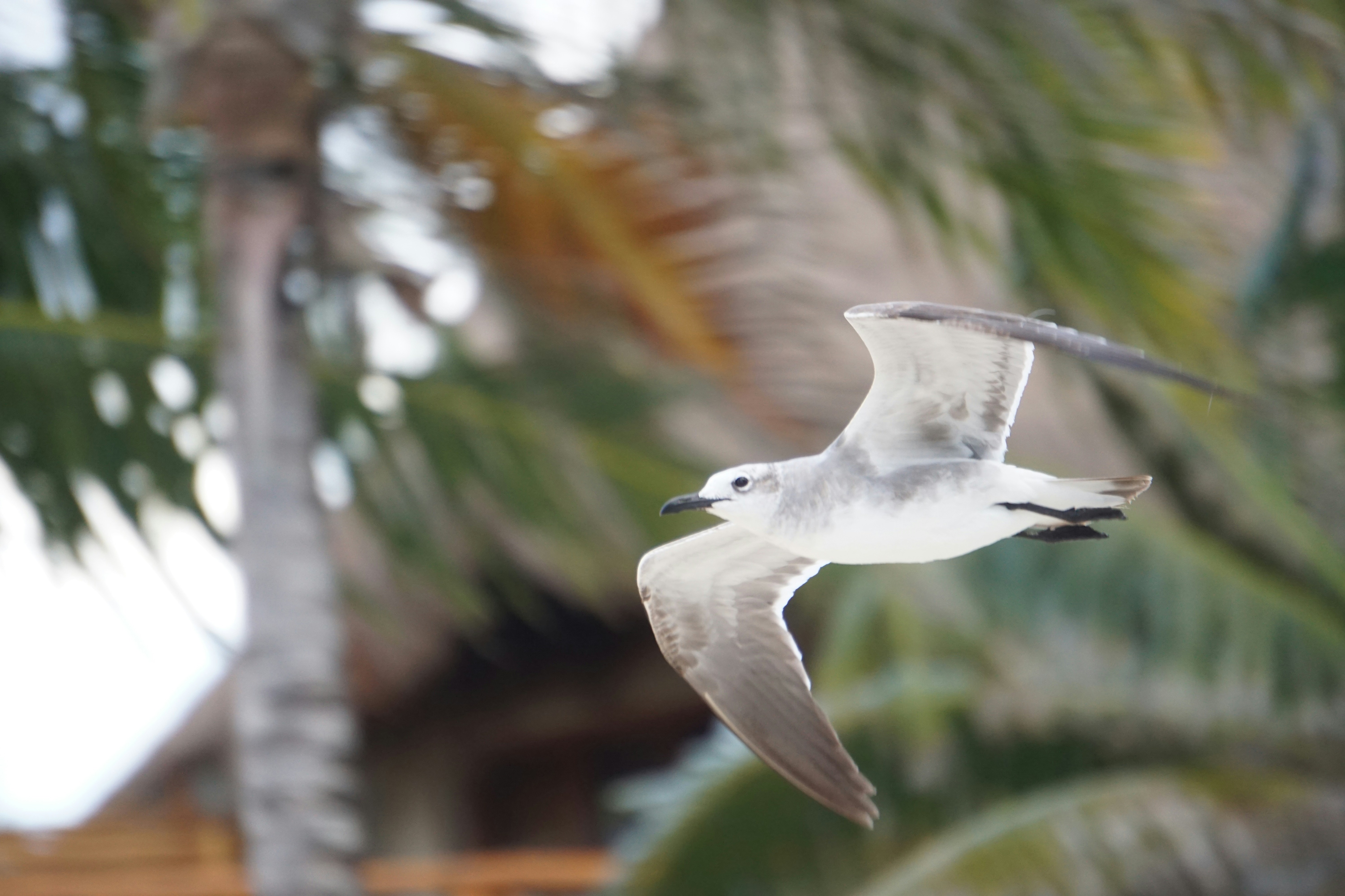Soaring Gull Over Tropical Backdrop