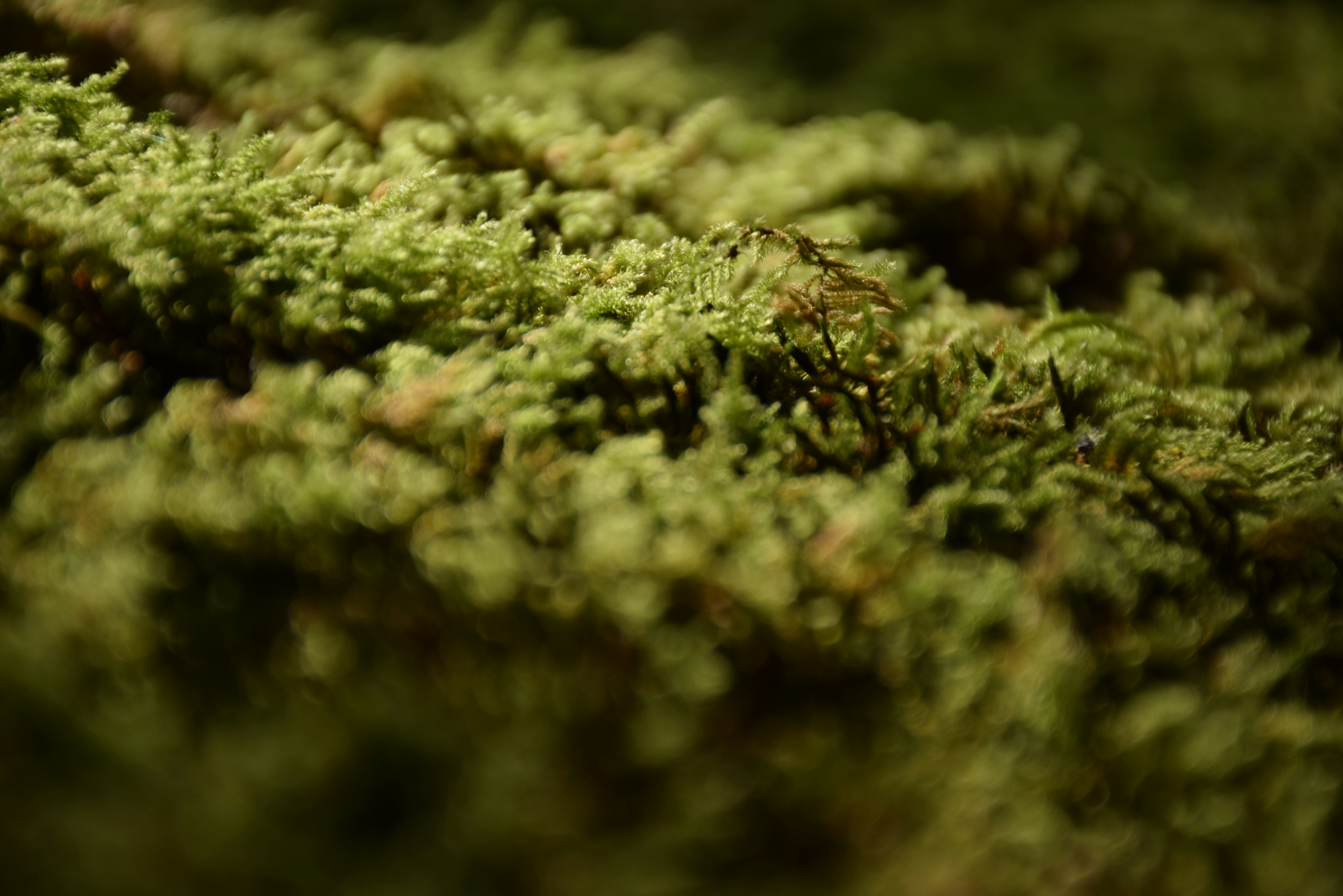 green moss