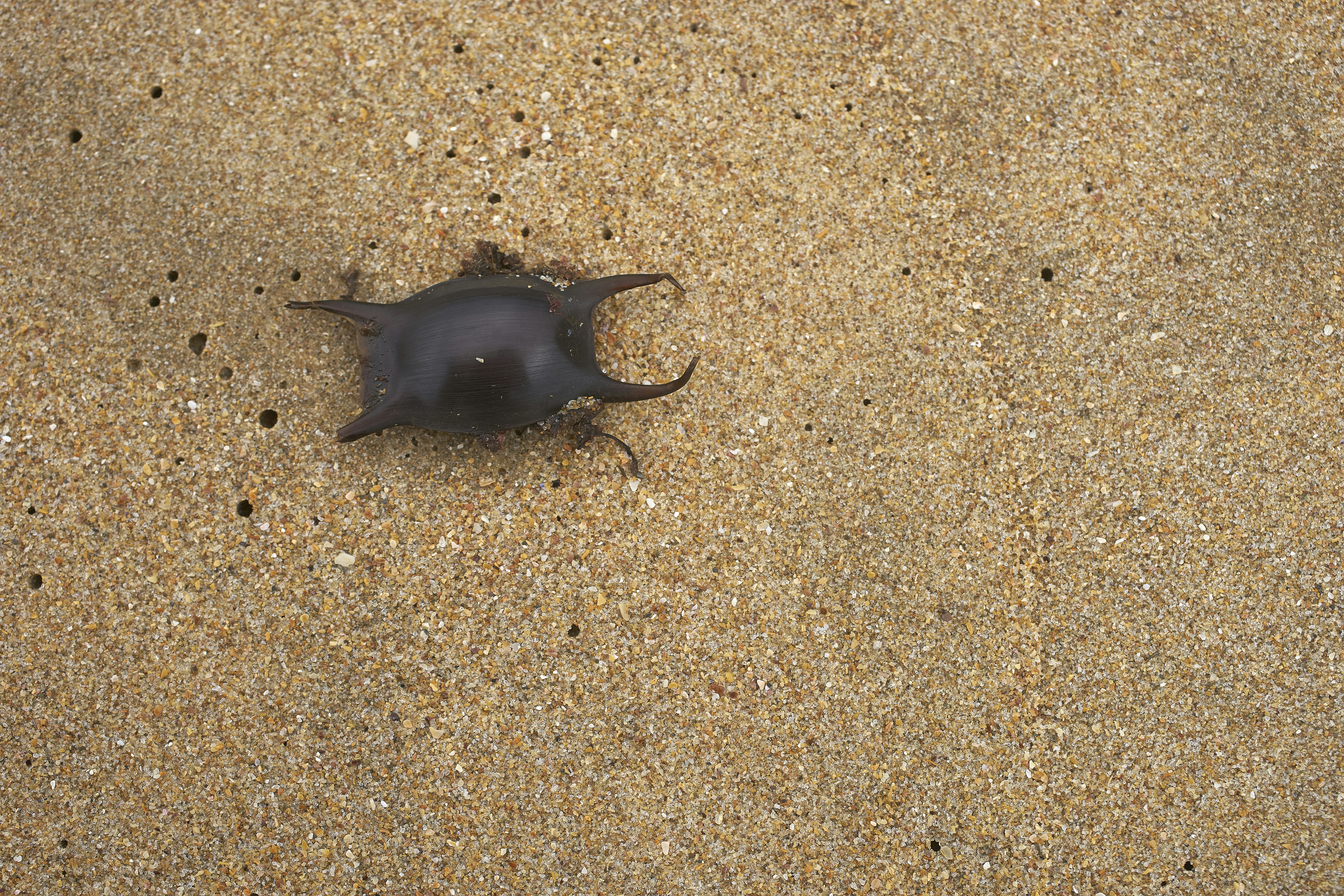 A unique black sea creature rests on the sandy beach, blending into its surroundings. Its distinctive shape and texture stand out against the fine grains of sand.