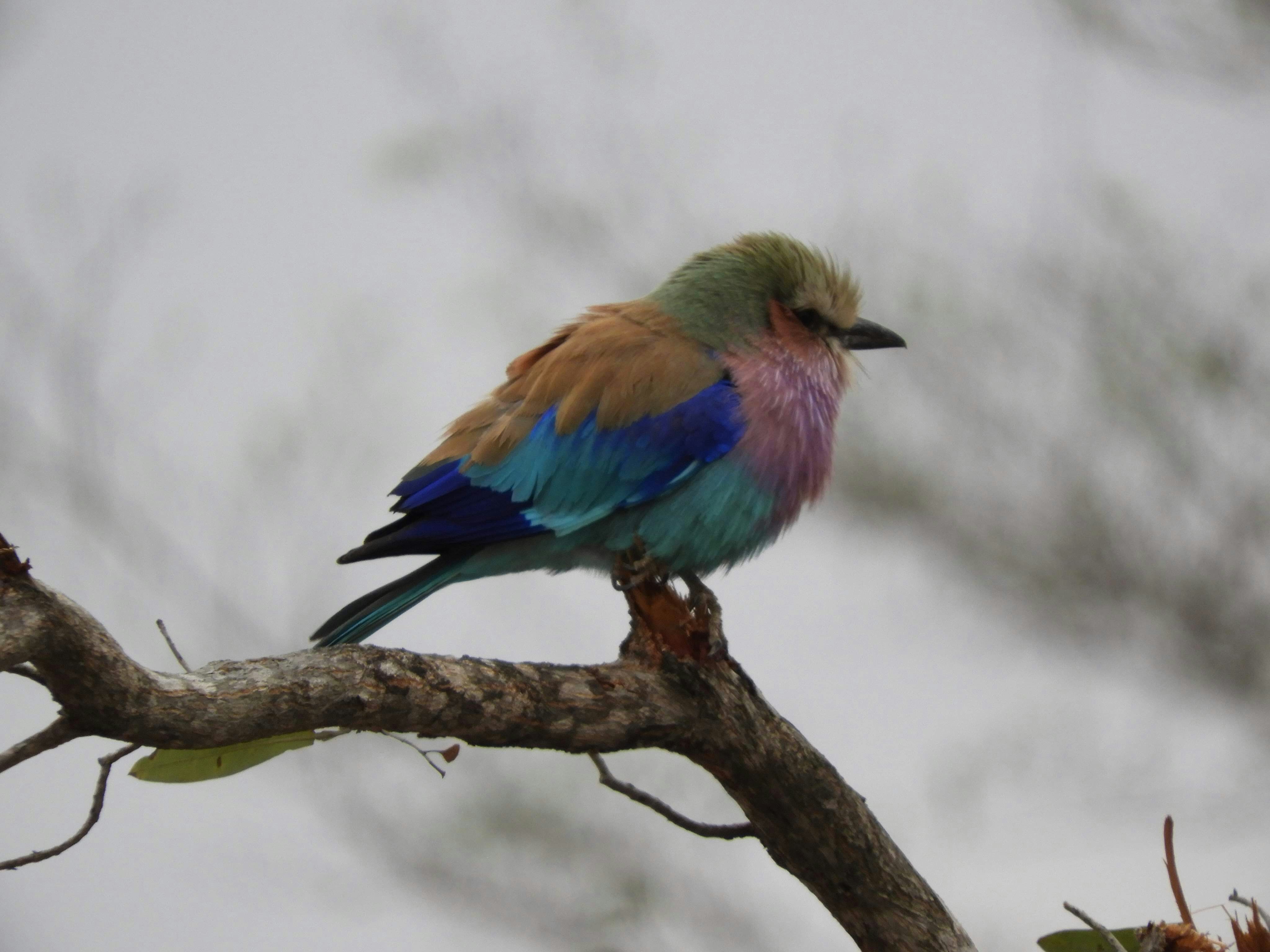 Foto Pájaro multicolor en el árbol – Imagen Parque Nacional Kruger ...