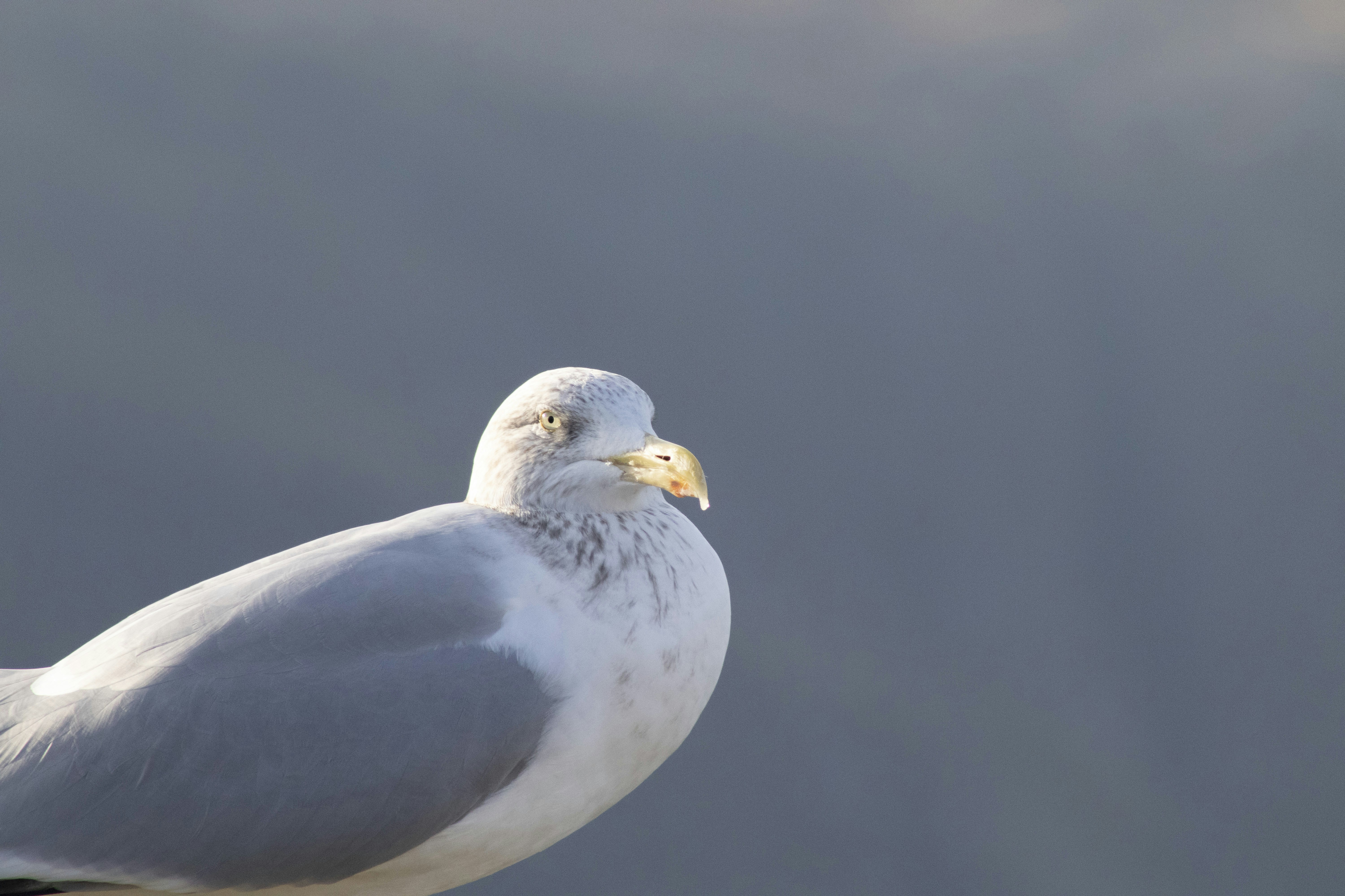 Gull in Soft Light Against a Slate-Blue Backdrop