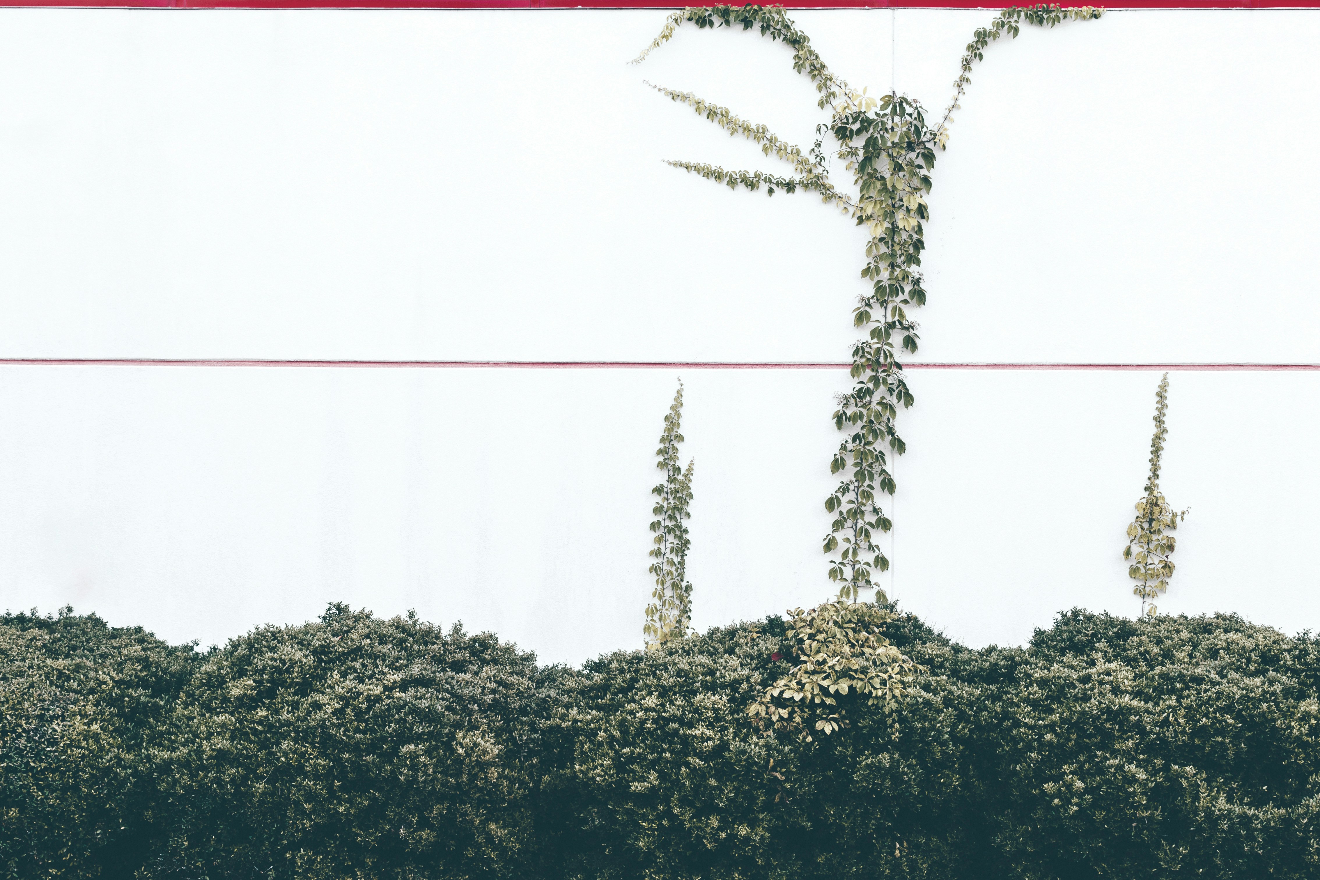 Ivy Script on a Sunlit White Facade