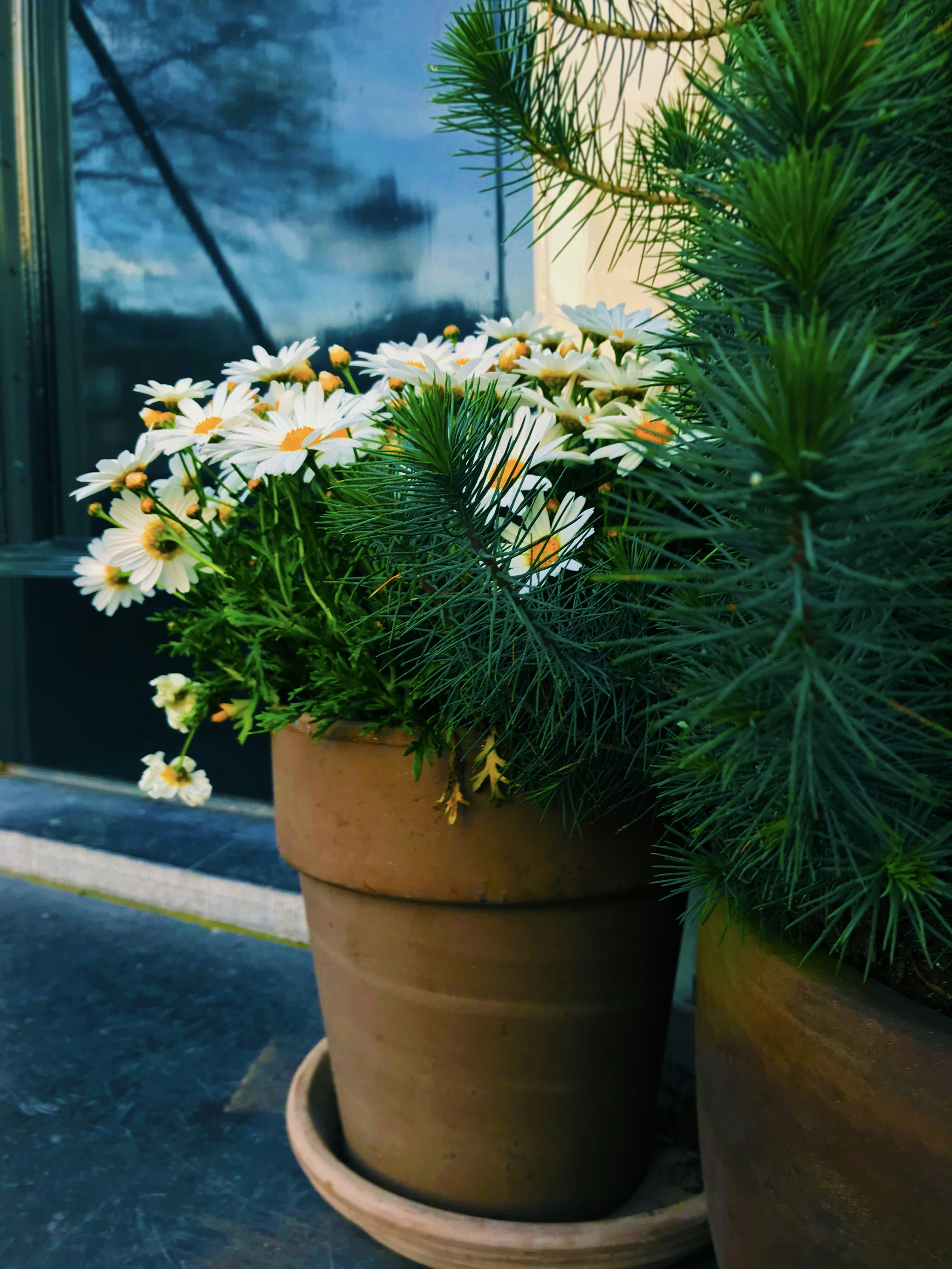 Flowers in a pot