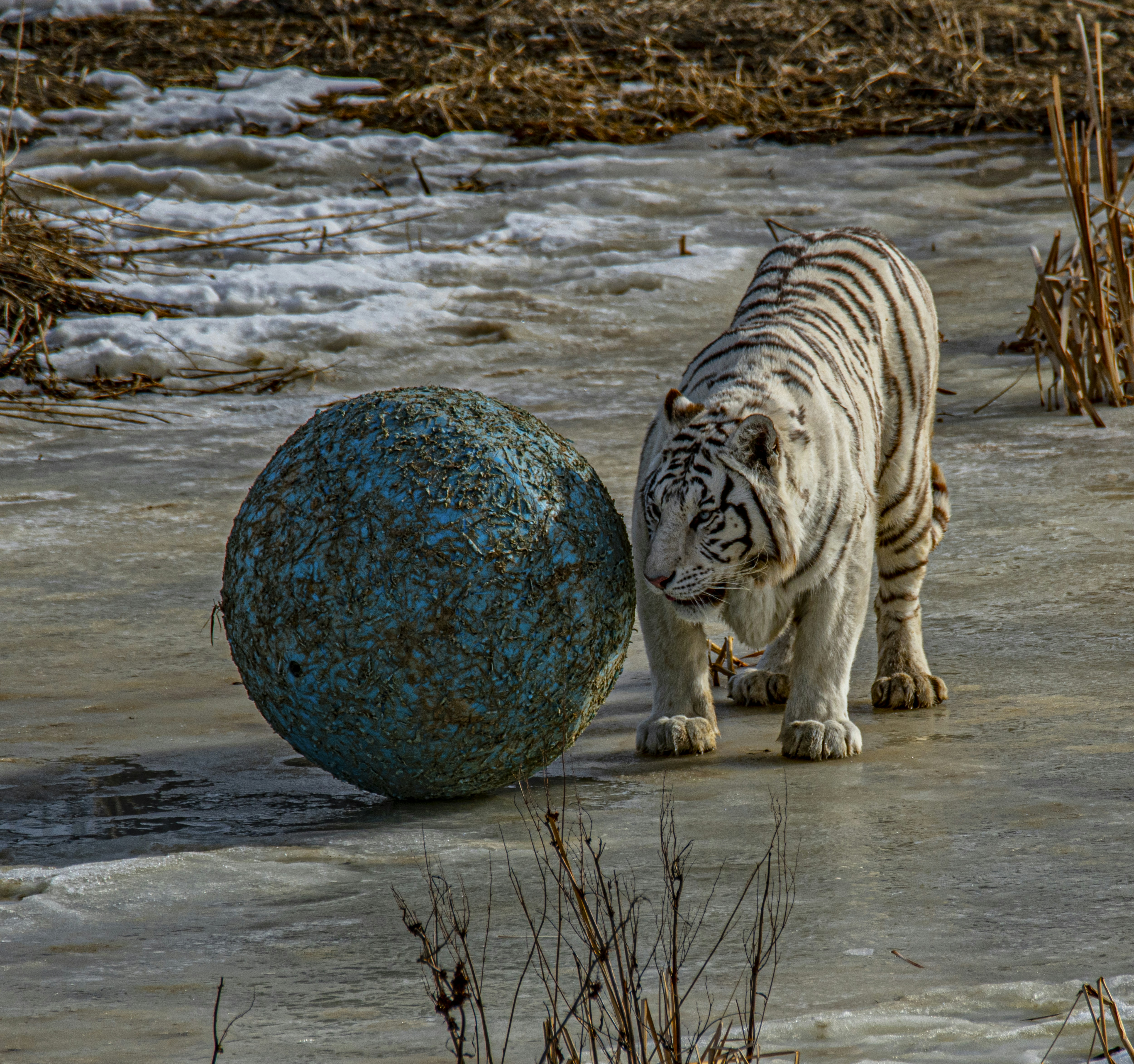 White Tiger and Aged Blue Ball: Frozen Encounter at the Edge of Ice