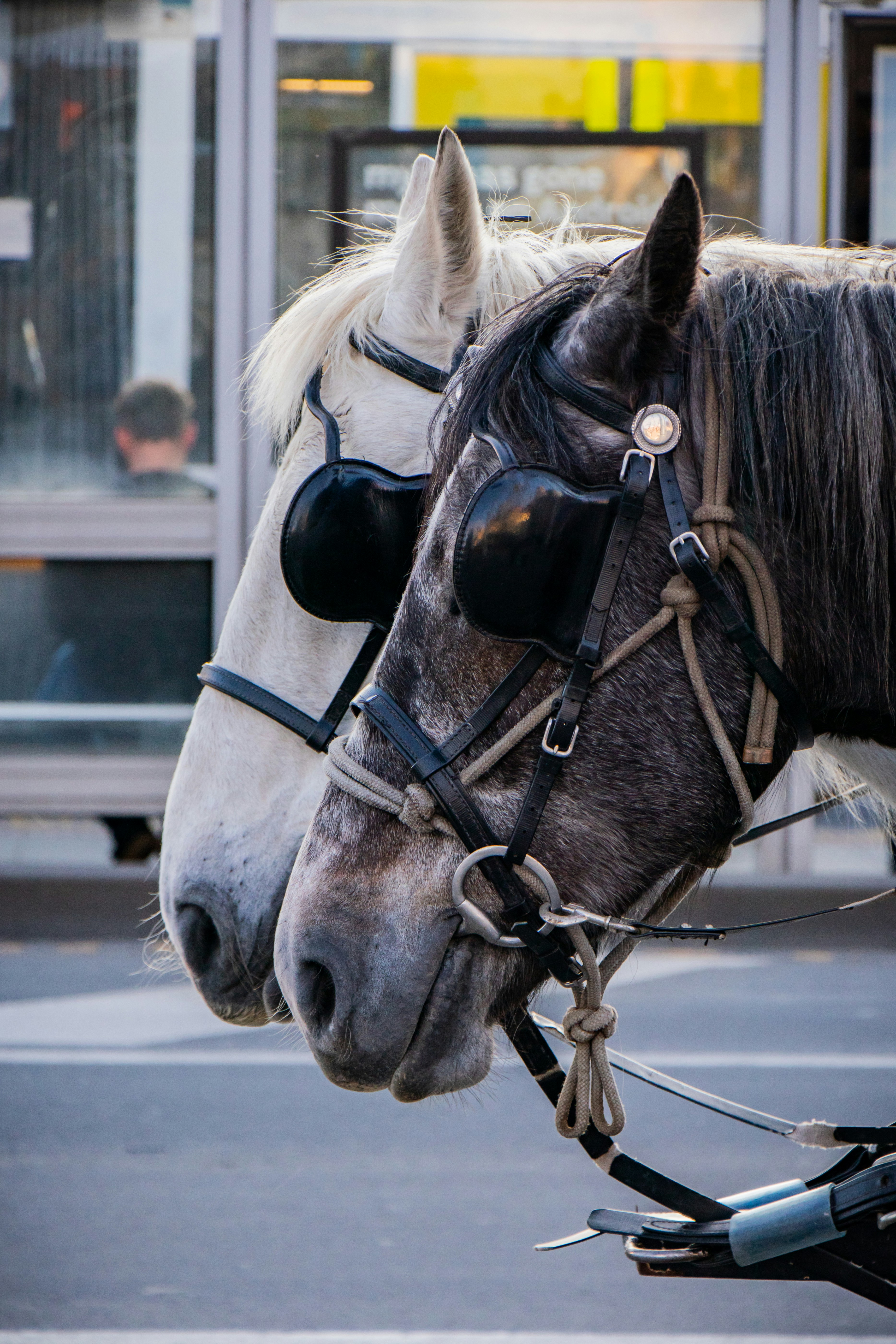 Two Urban Equines in Close Frame: White and Black Horses at a City Stop