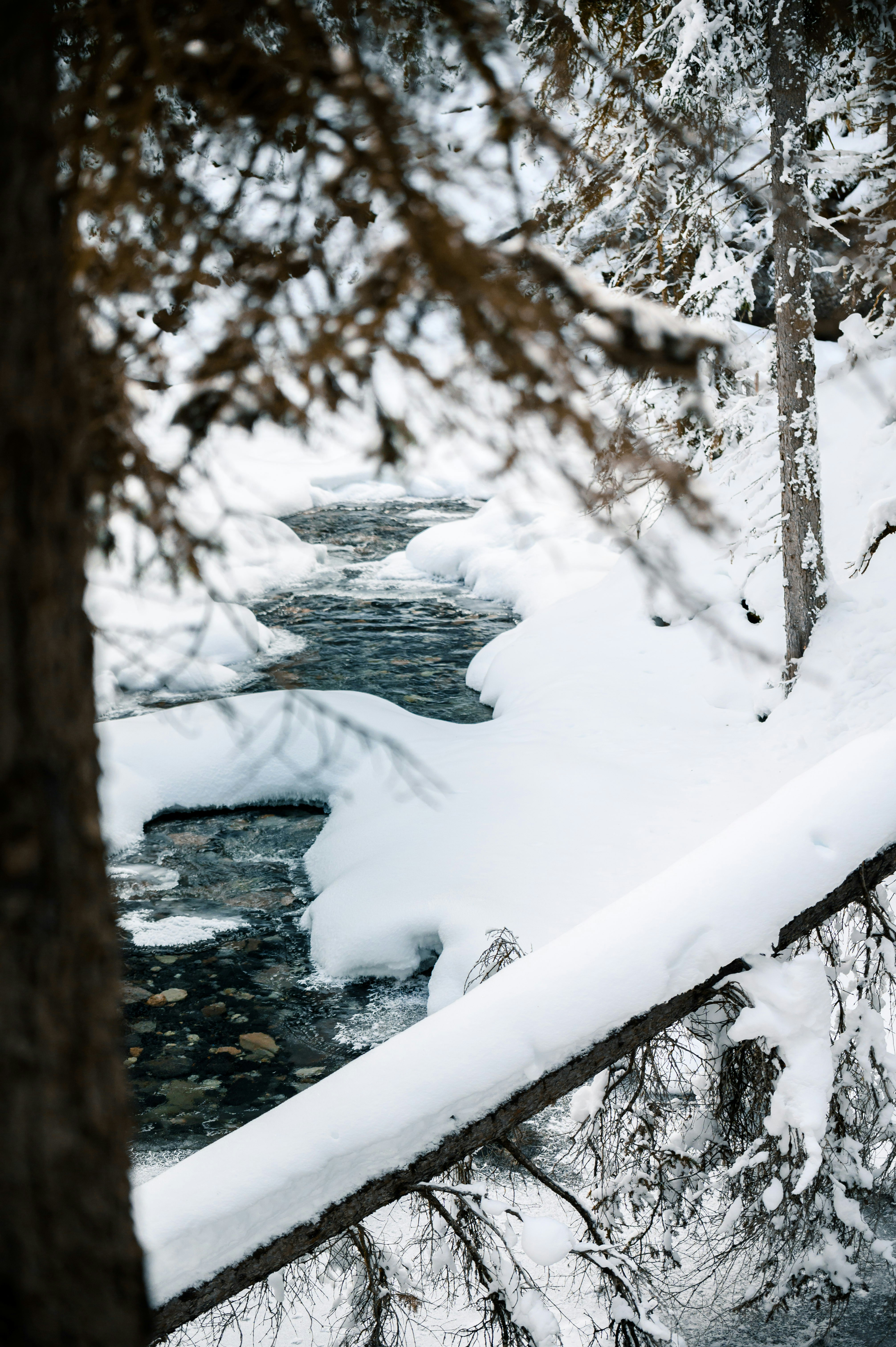 Creek and snowfield with trees during day photo – Free Banff Image on ...