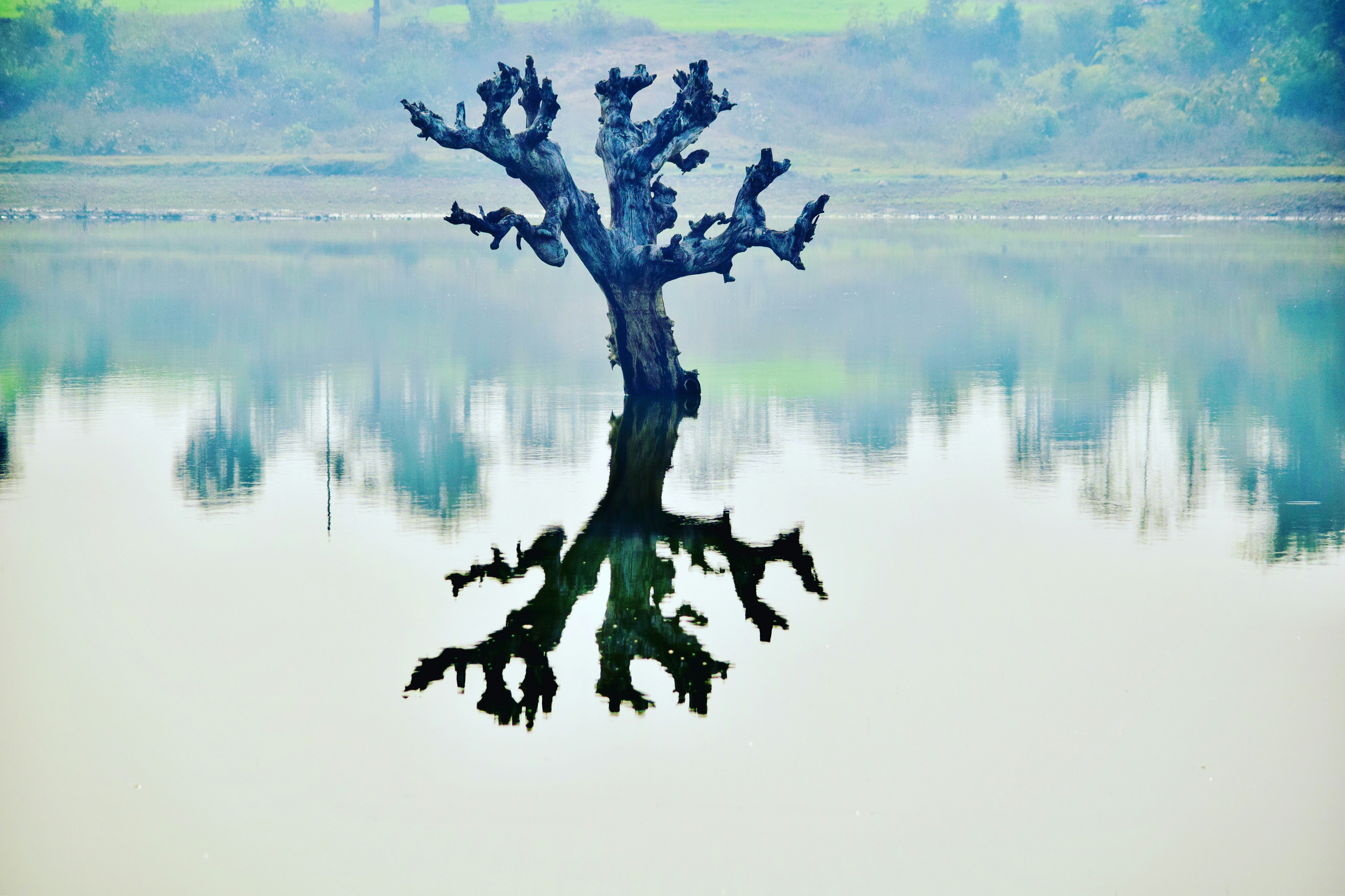 Echoes of a Gnarled Sentinel on a Glassy Lake