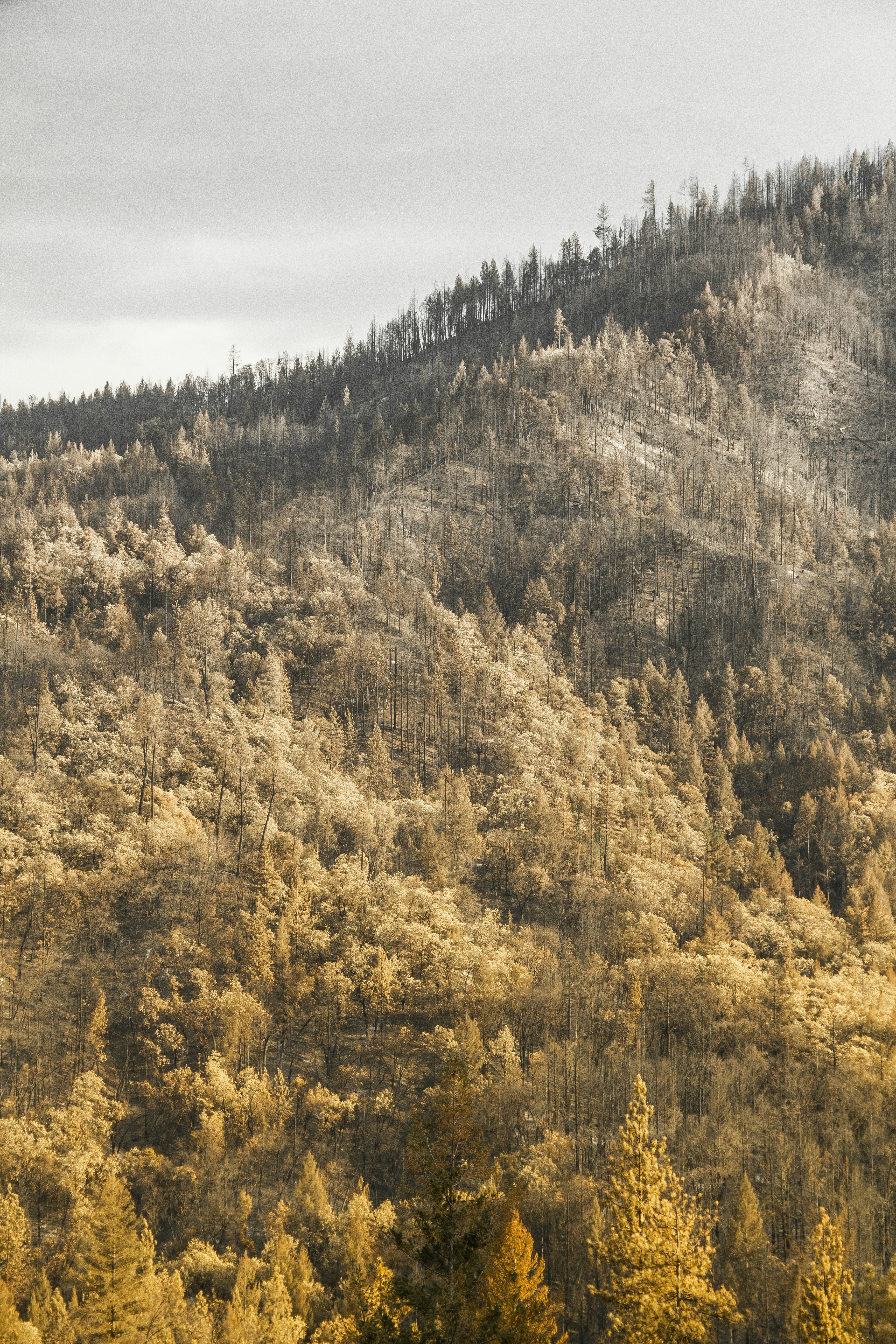 Forest during day photo – Free California Image on Unsplash