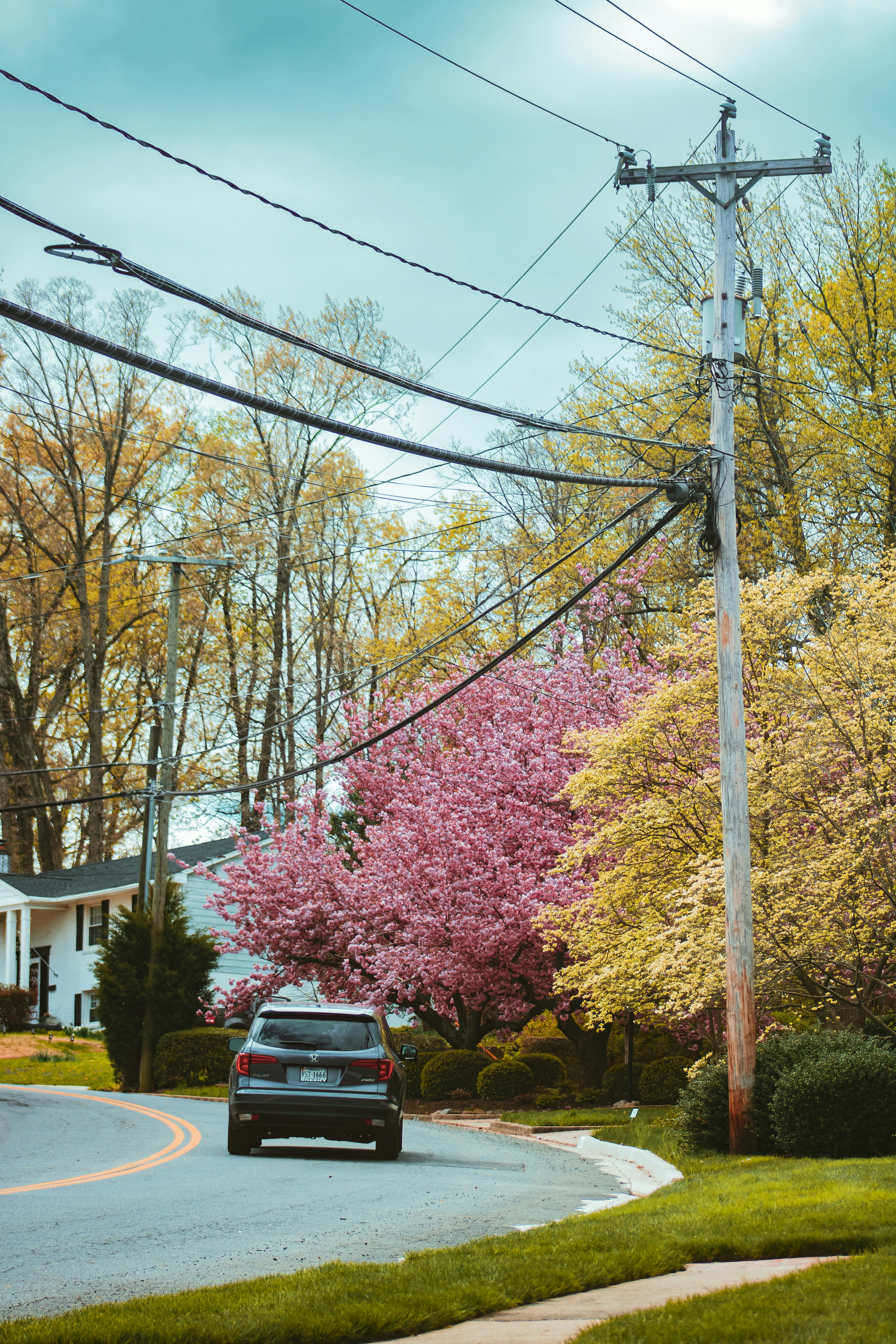 Blossoms on the Bend: A Suburban Drive Under Sky-Woven Wires