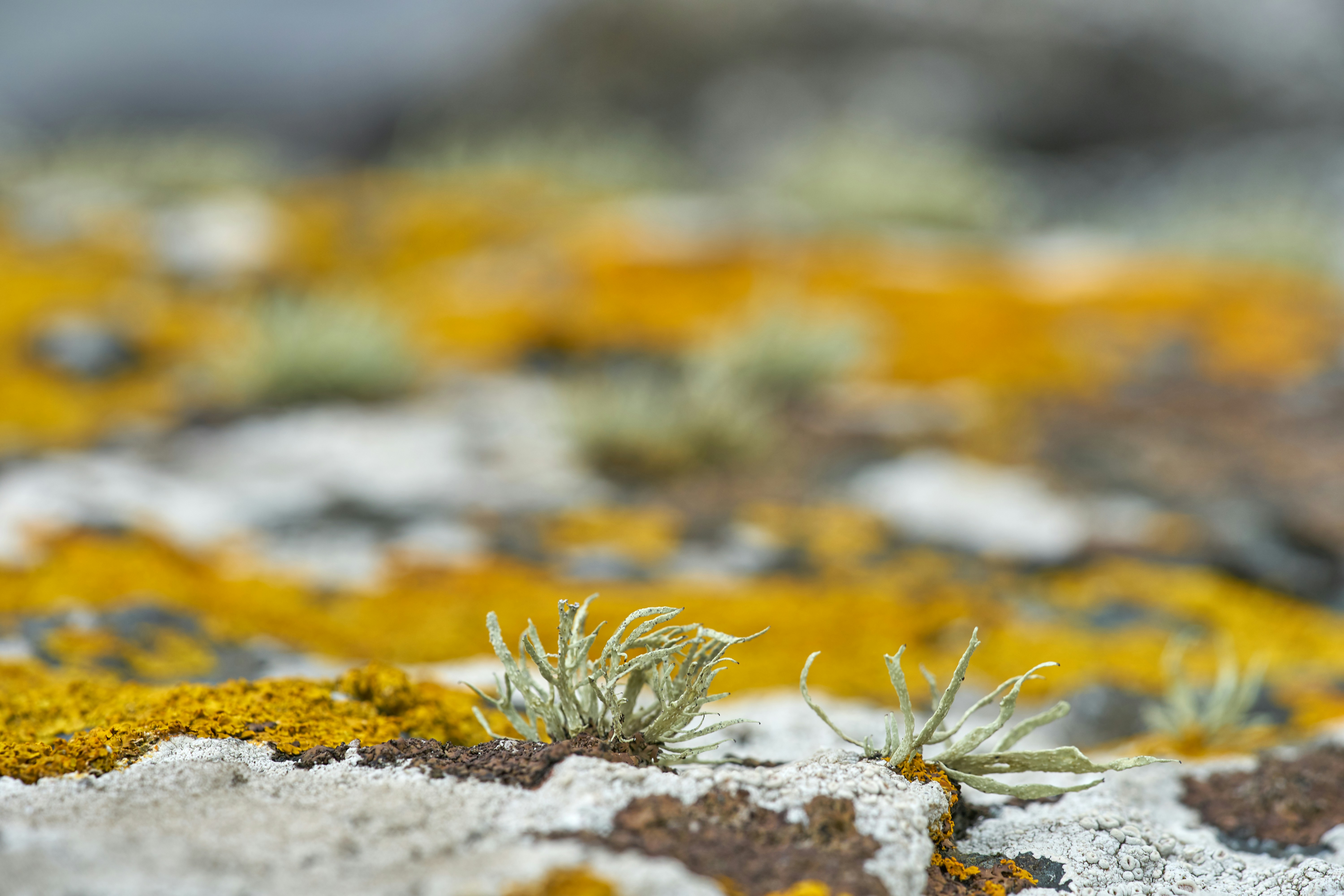 Vibrant lichen and moss textures on a rock surface, showcasing a rich tapestry of yellow, green, and gray hues.