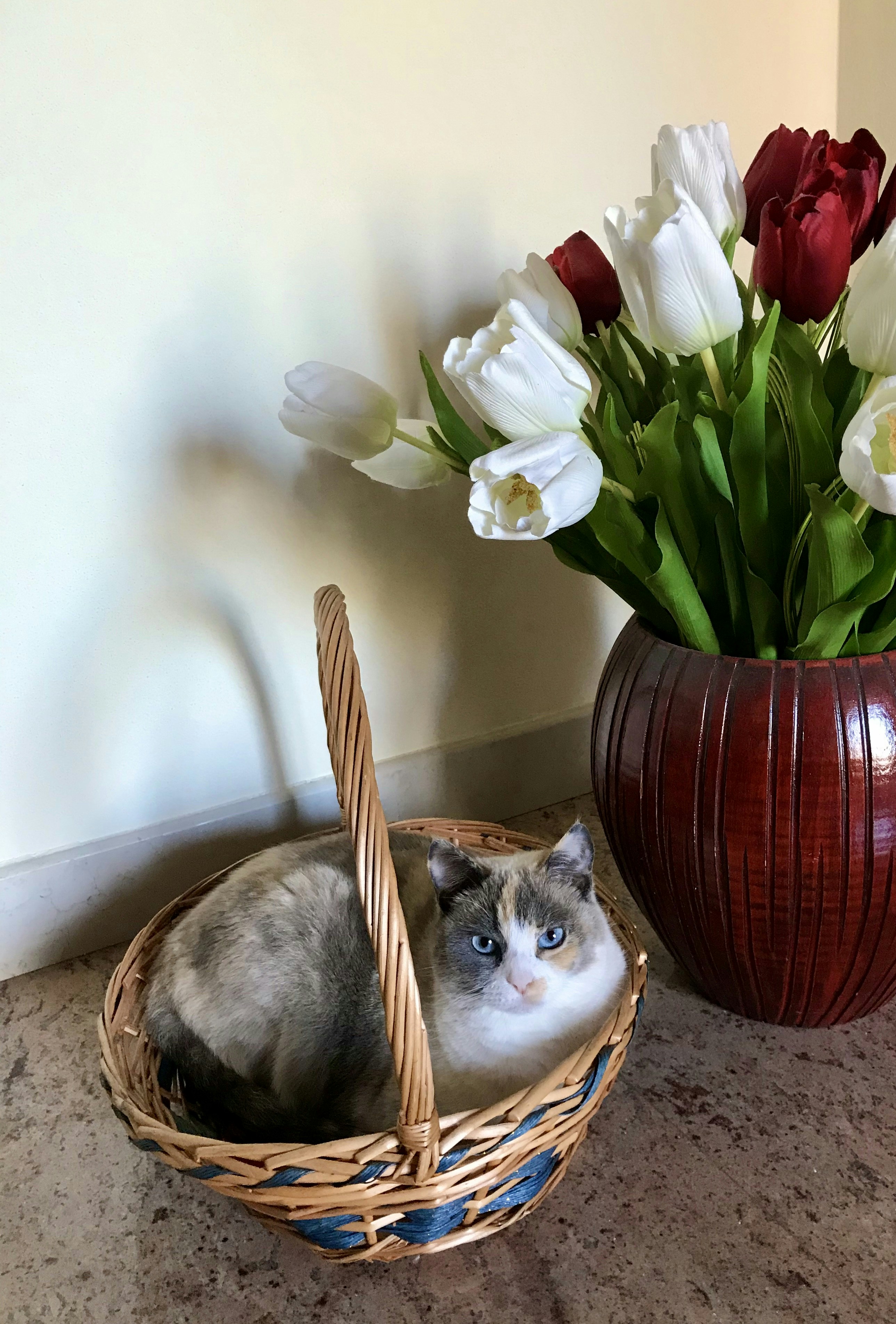 Cat in a Basket with Tulip Spotlight
