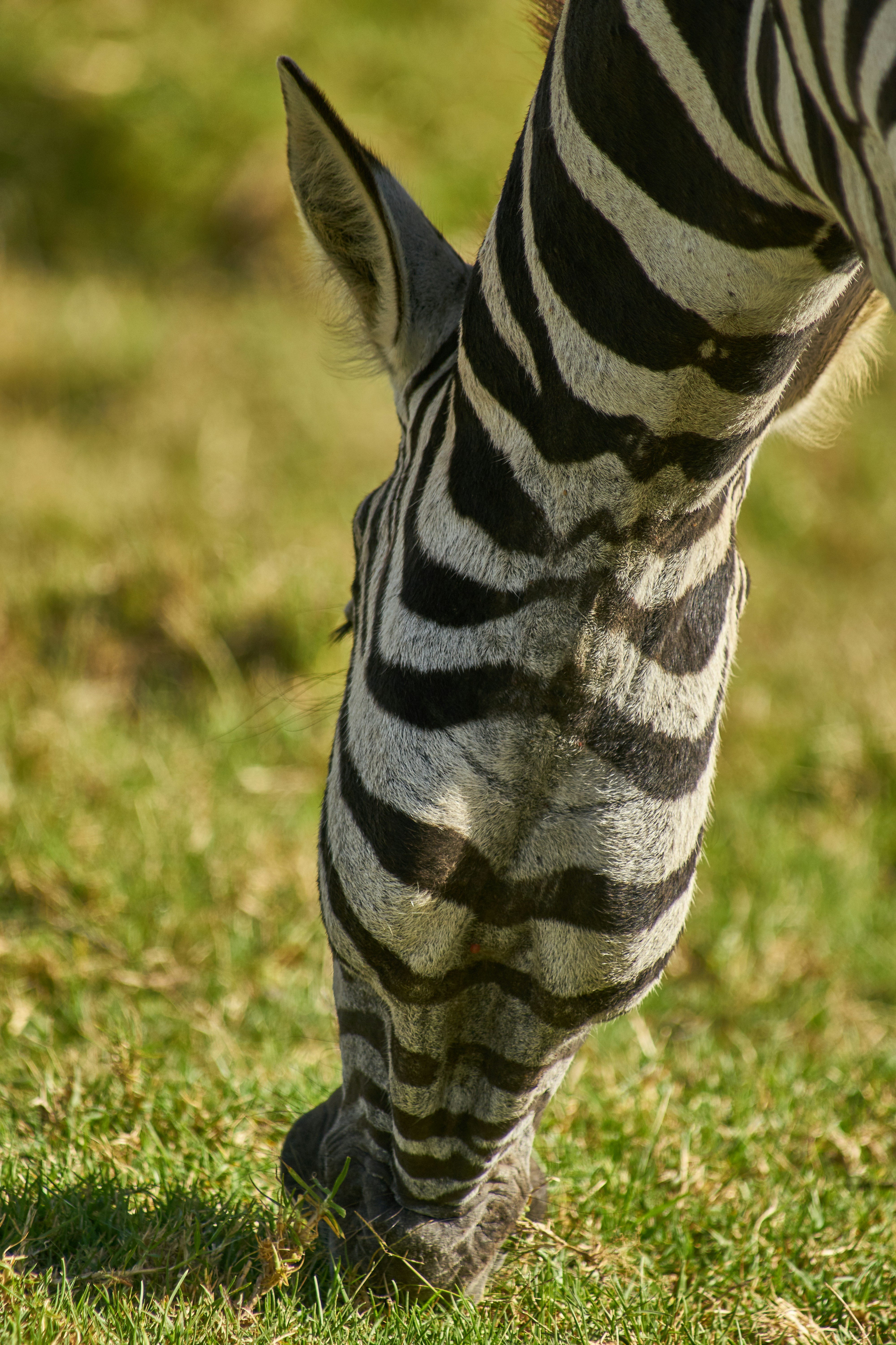 Zebra grazing on grass, showcasing its distinctive black and white stripes in a natural setting.
