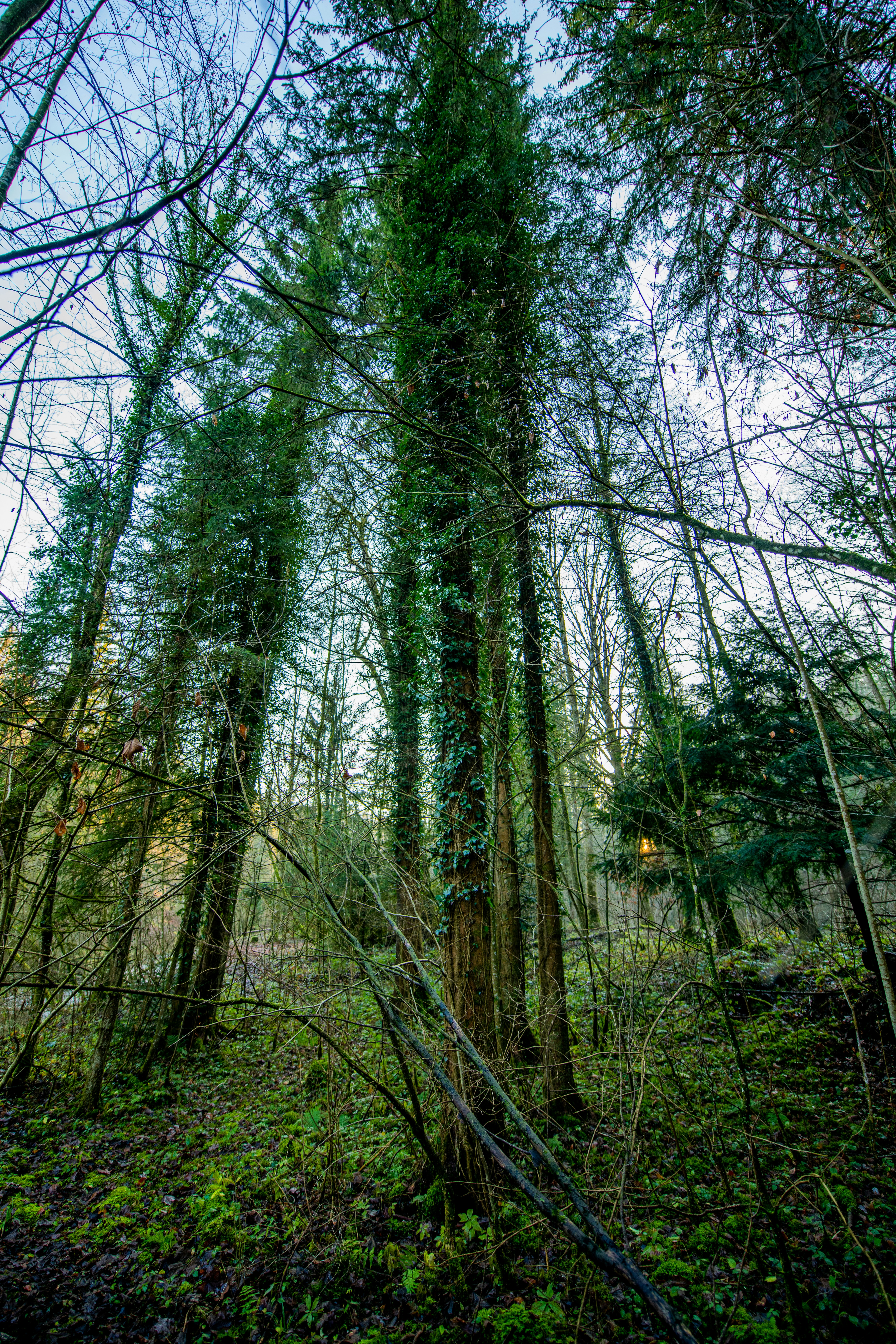 Green-leafed trees photo – Free Baar Image on Unsplash