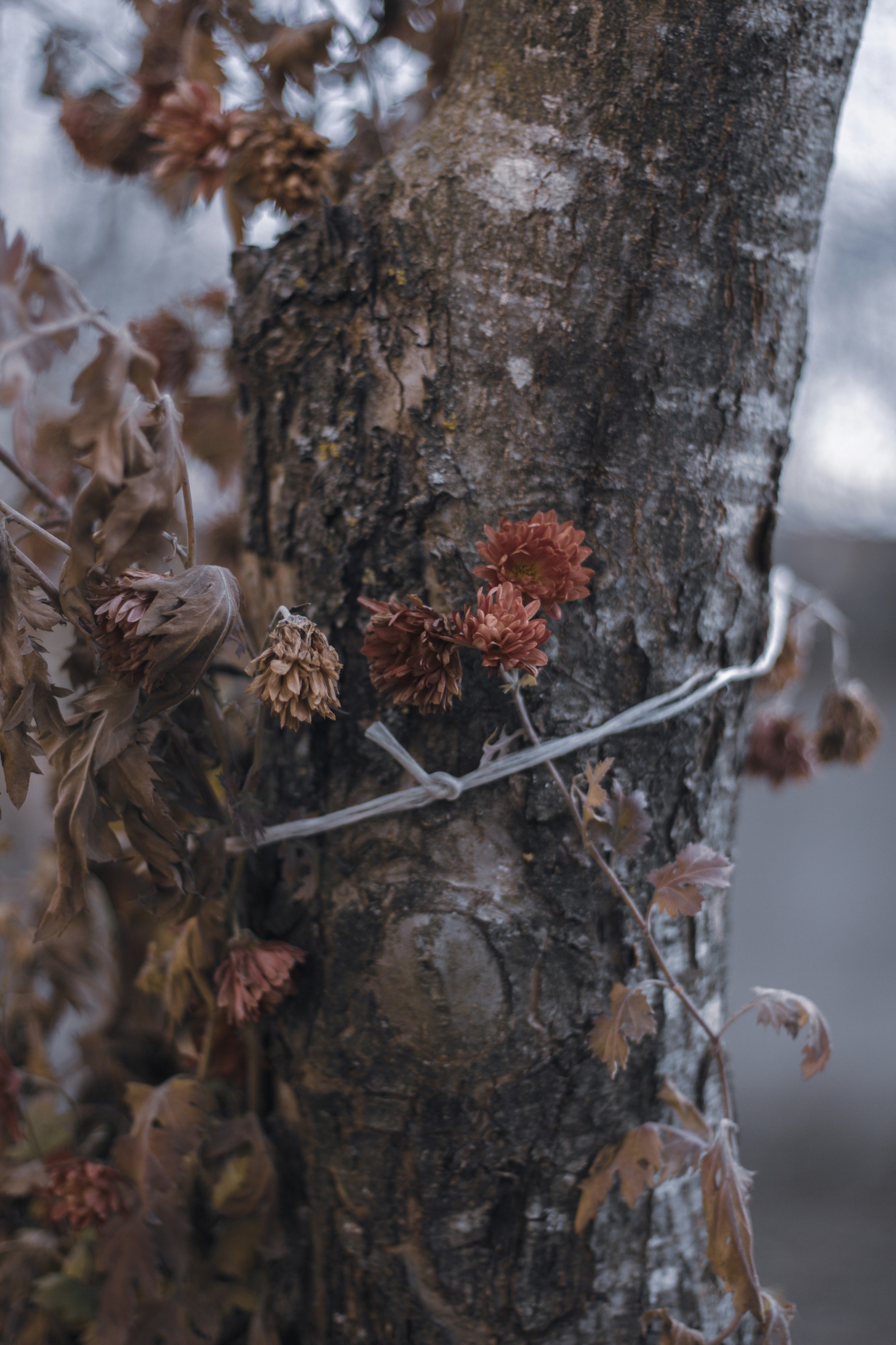 Brown tree photo – Free Grey Image on Unsplash