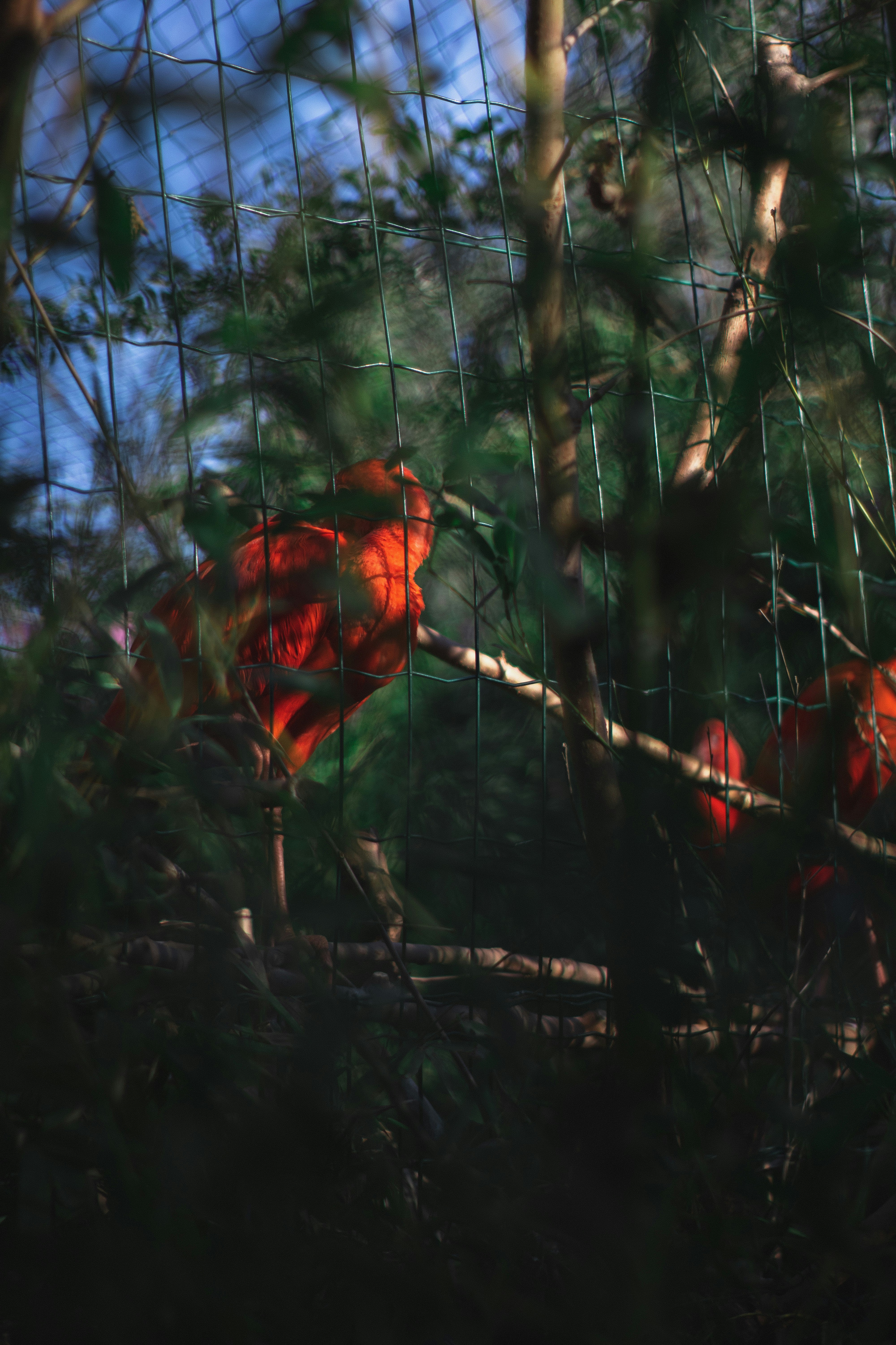 Crimson Cardinal Behind Wire: Color in a Shadowed Garden