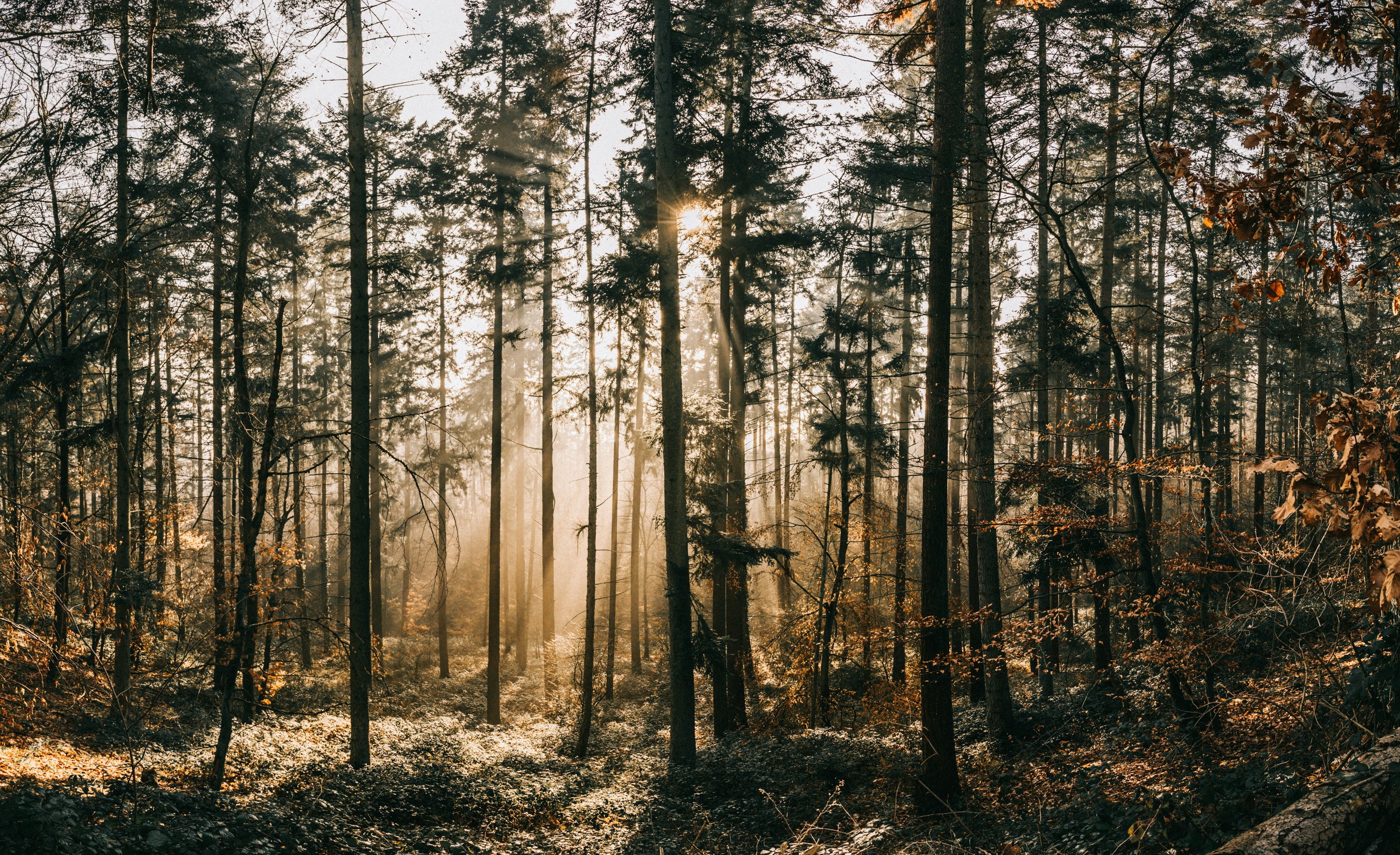 Panorama Forest Pictures | Download Free Images on Unsplash