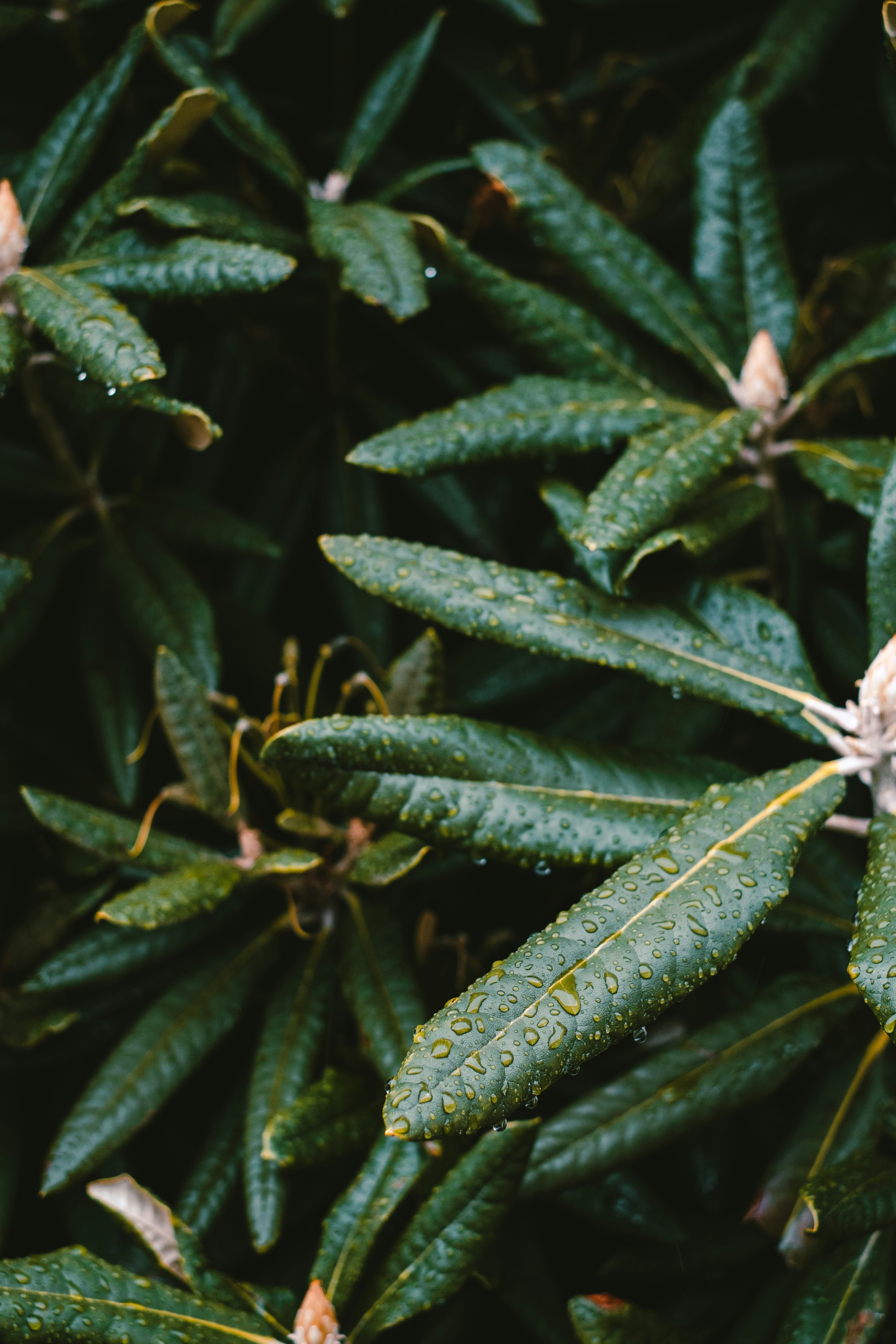 Close-up of lush green leaves adorned with droplets of water, showcasing the beauty of nature after a rain shower.