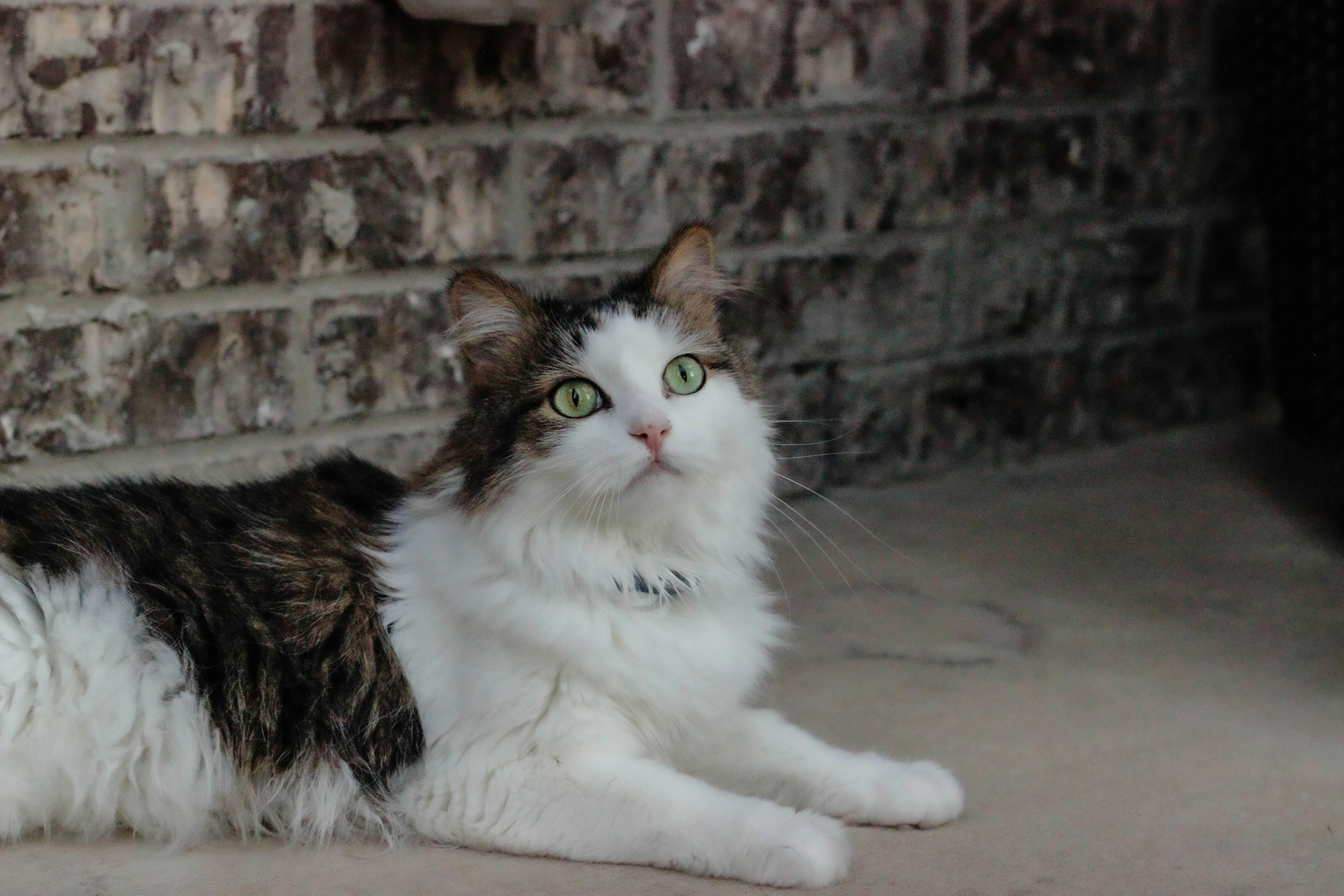 Feline Serenity by the Brick Wall