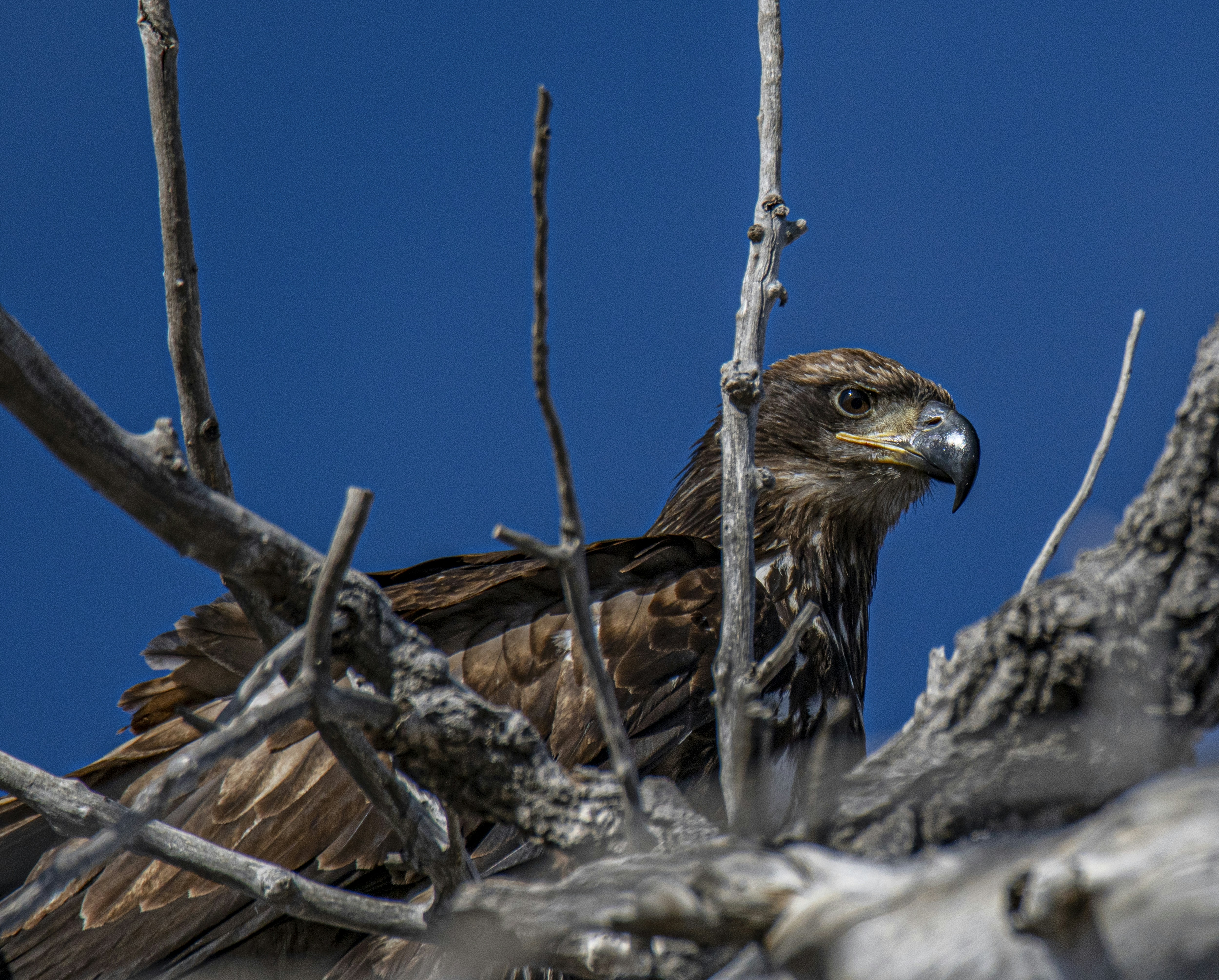 Talon and Sky: Hawk Perched Among Weathered Branches