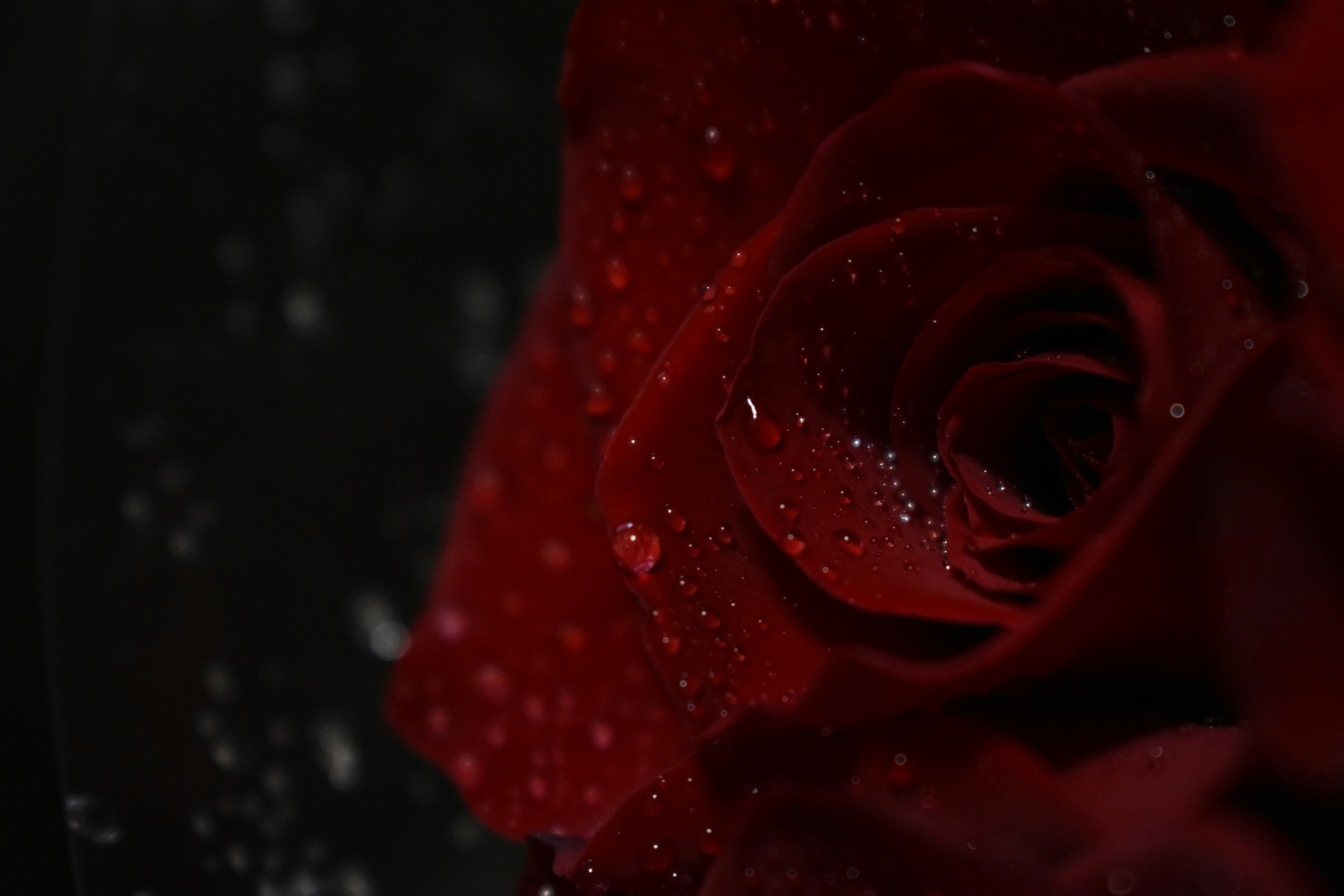 Red Roses | 12 best free red rose, flower, rose and plant photos on ...