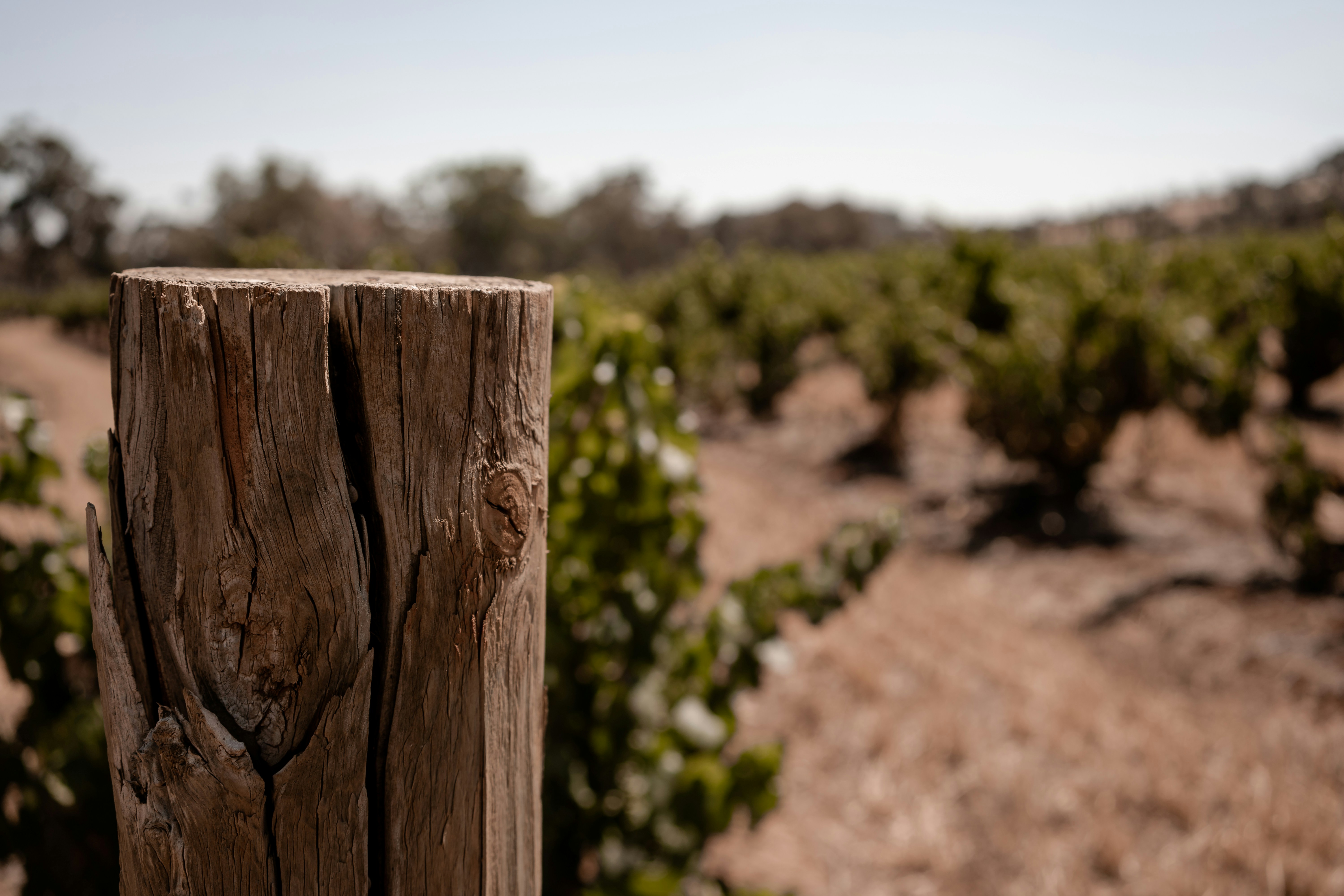 Weathered Post Framing a Quiet, Sun-Scorched Orchard