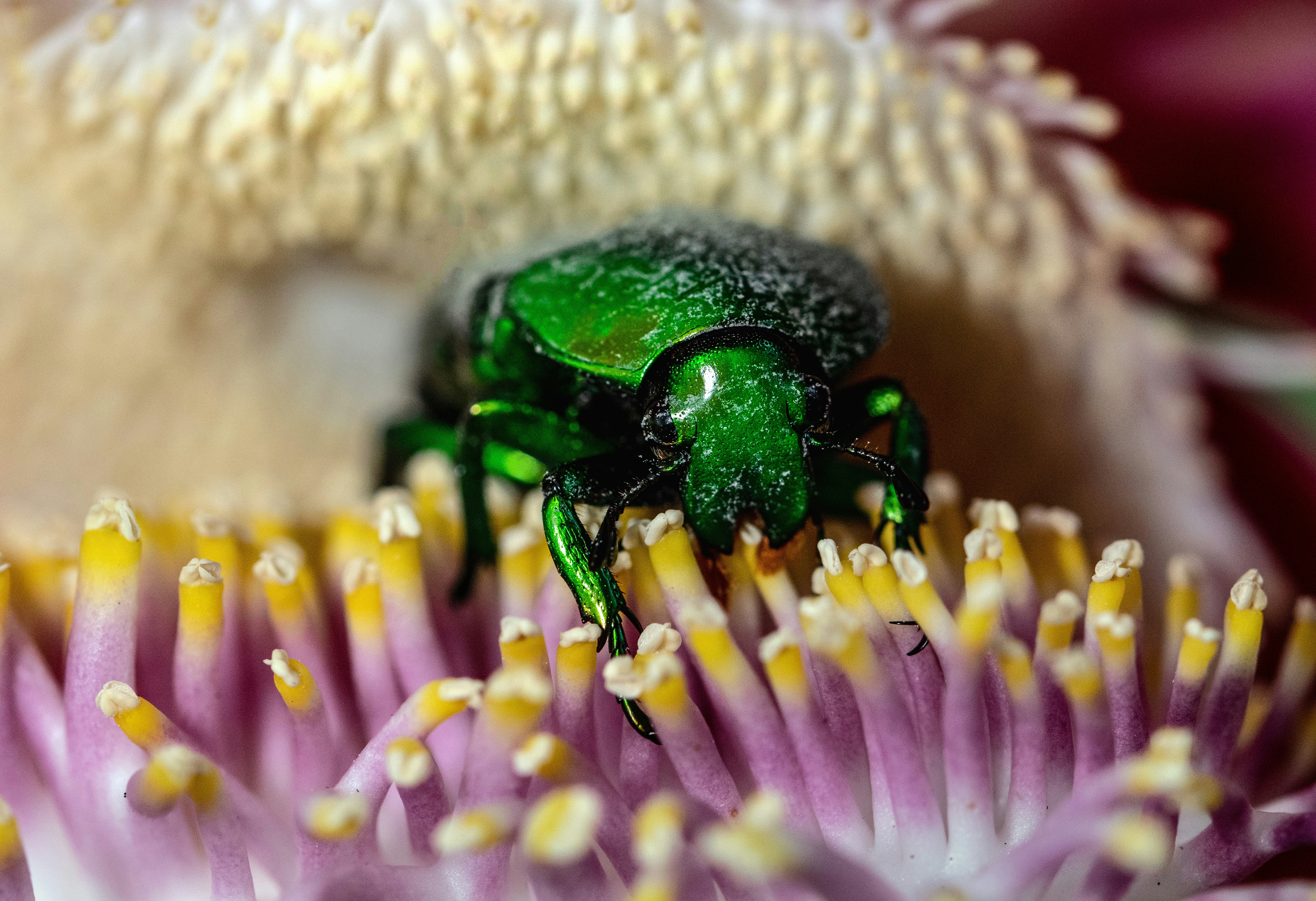 A vibrant green beetle perched on a cluster of delicate flower stamens, showcasing intricate details and textures. The scene captures the essence of pollination in action.