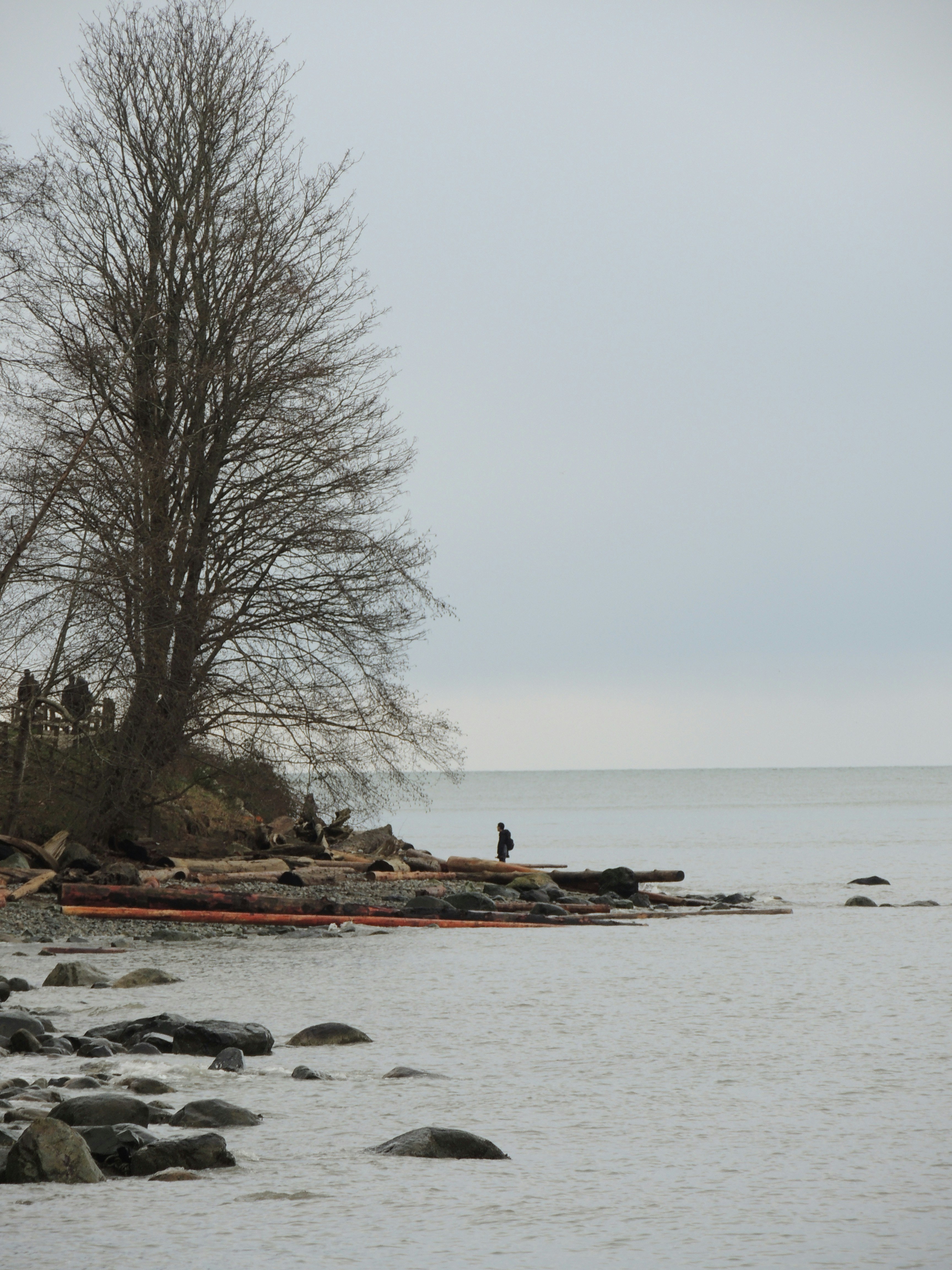  lone figure at the pier beneath a leafless tree