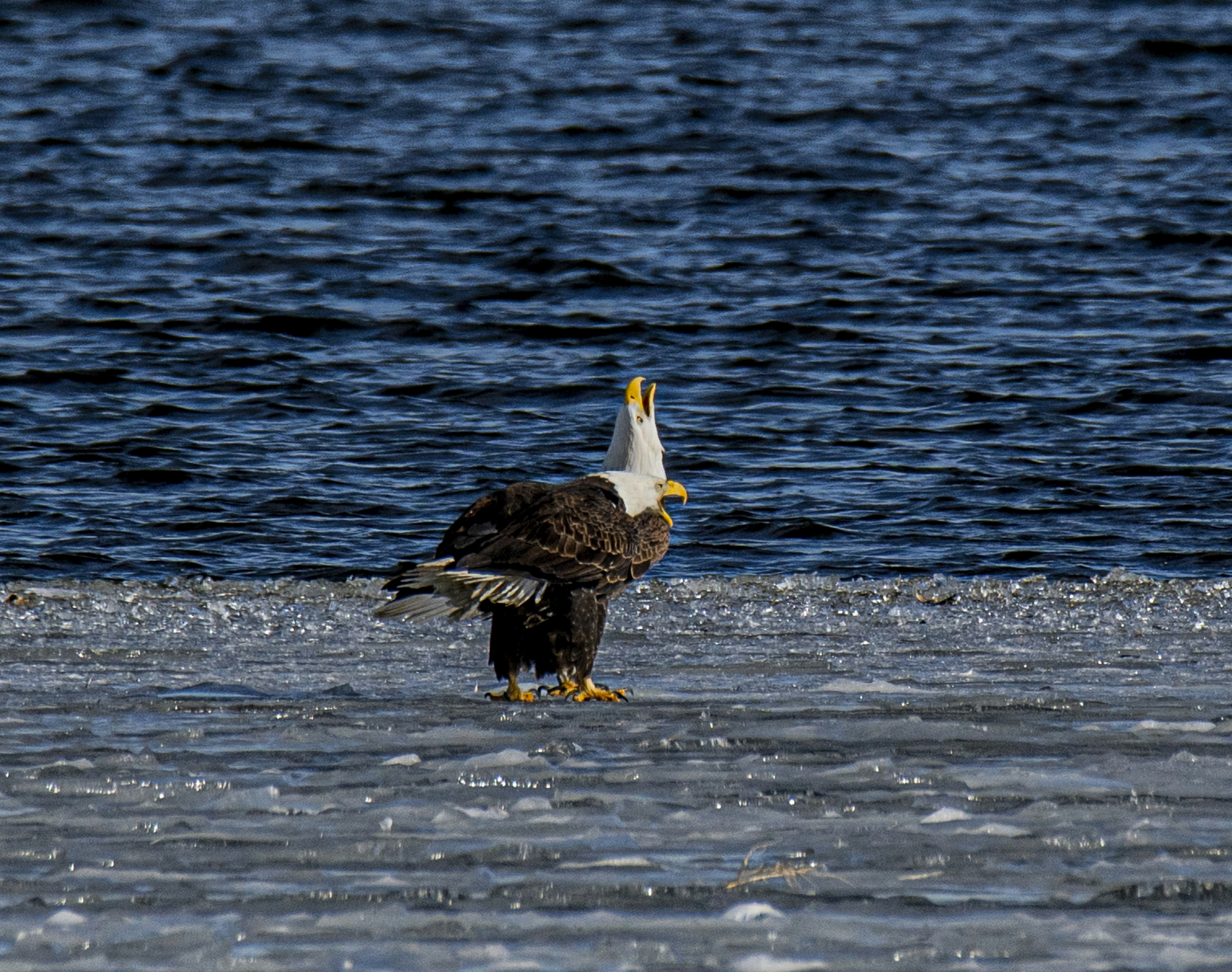 two bald eagles