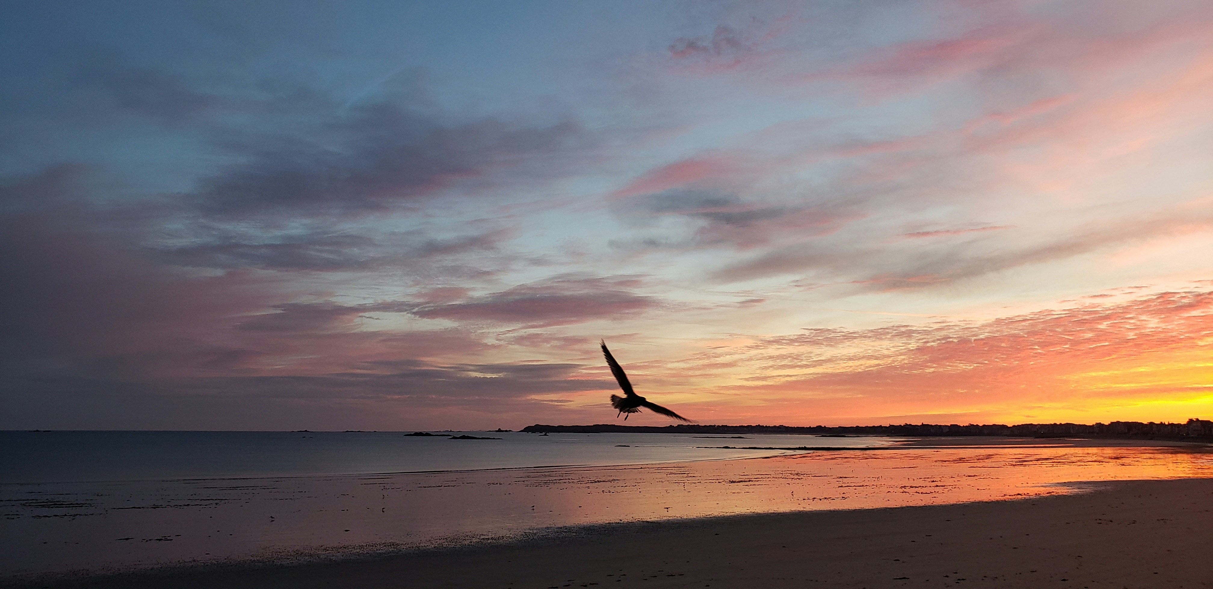 Gull in the glow: a sunset flight over a quiet shore