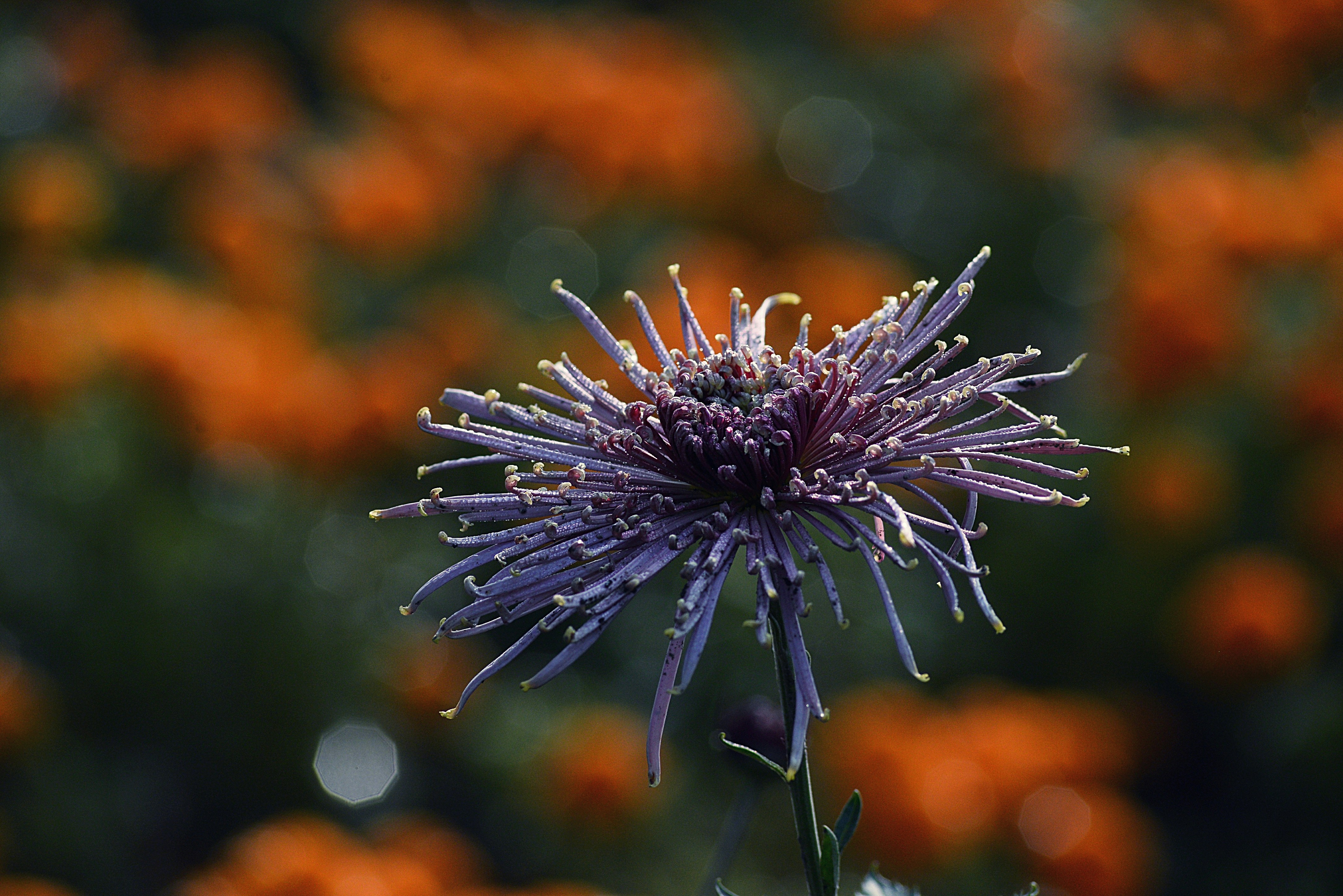 Purple Thistle in Sharp Focus Against Creamy Orange Bokeh
