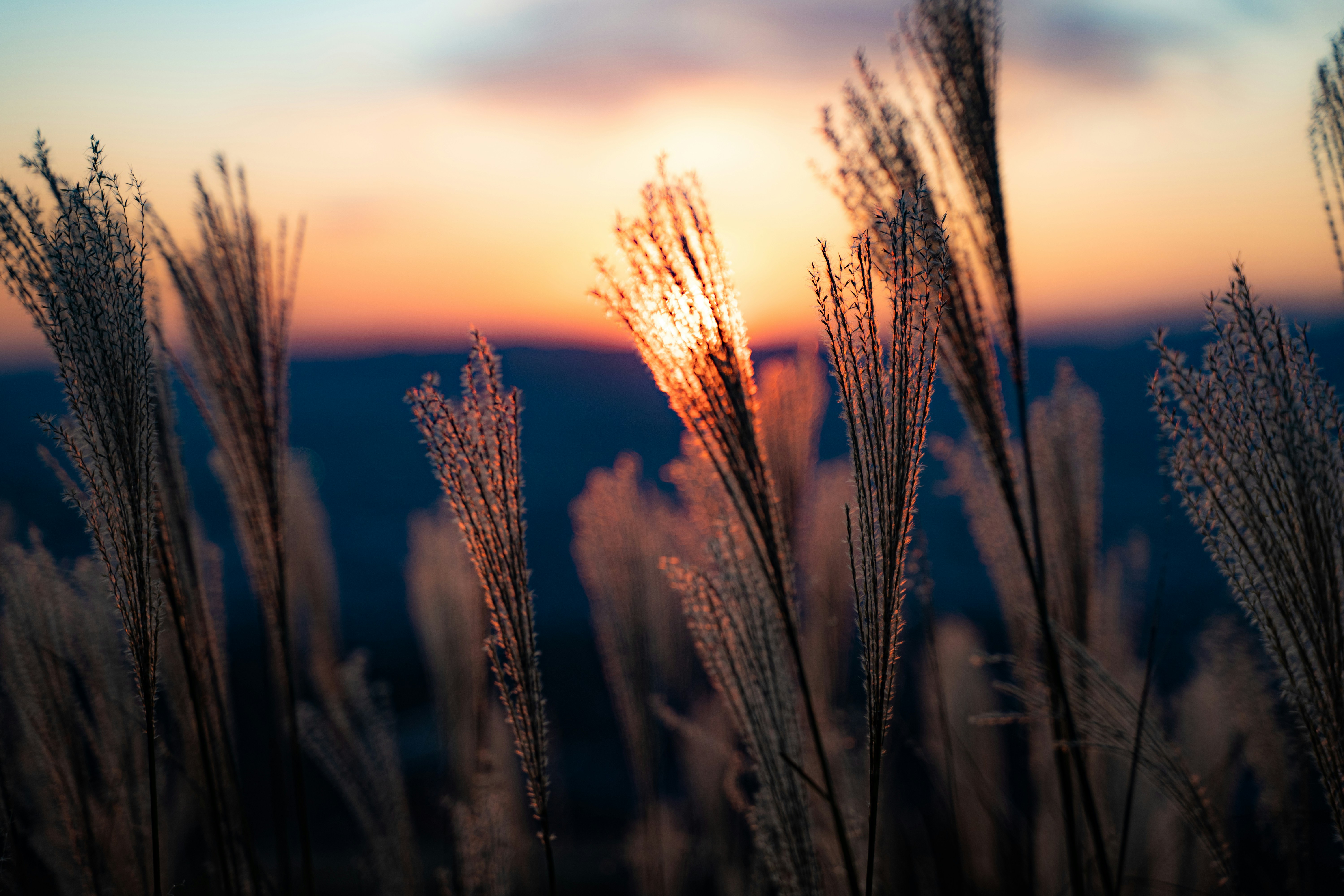 Shallow focus photo of plants photo – Free Japan Image on Unsplash