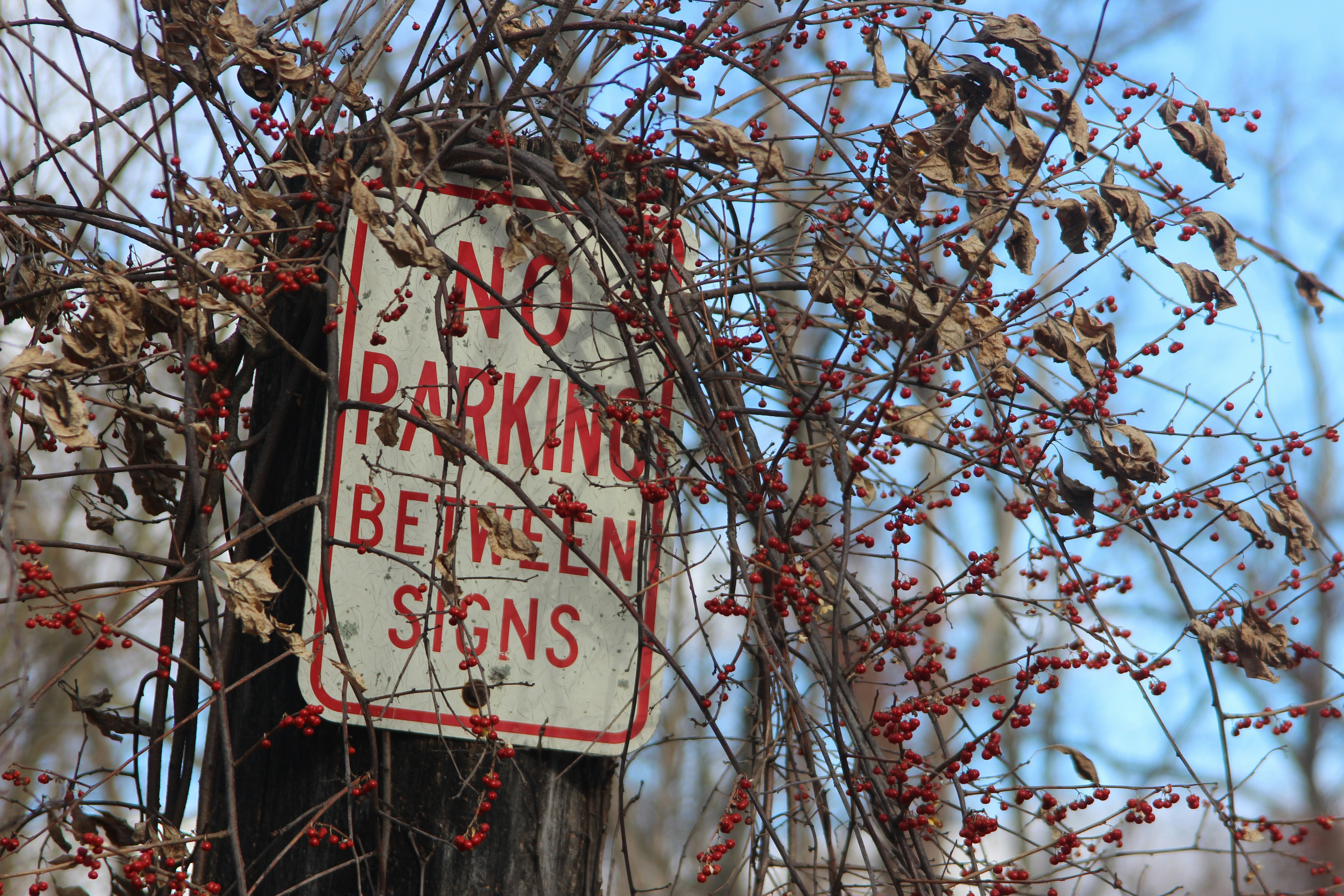 A weathered no-parking sign partially obscured by dried leaves and vibrant red berries, illustrating the intersection of nature and urban life.