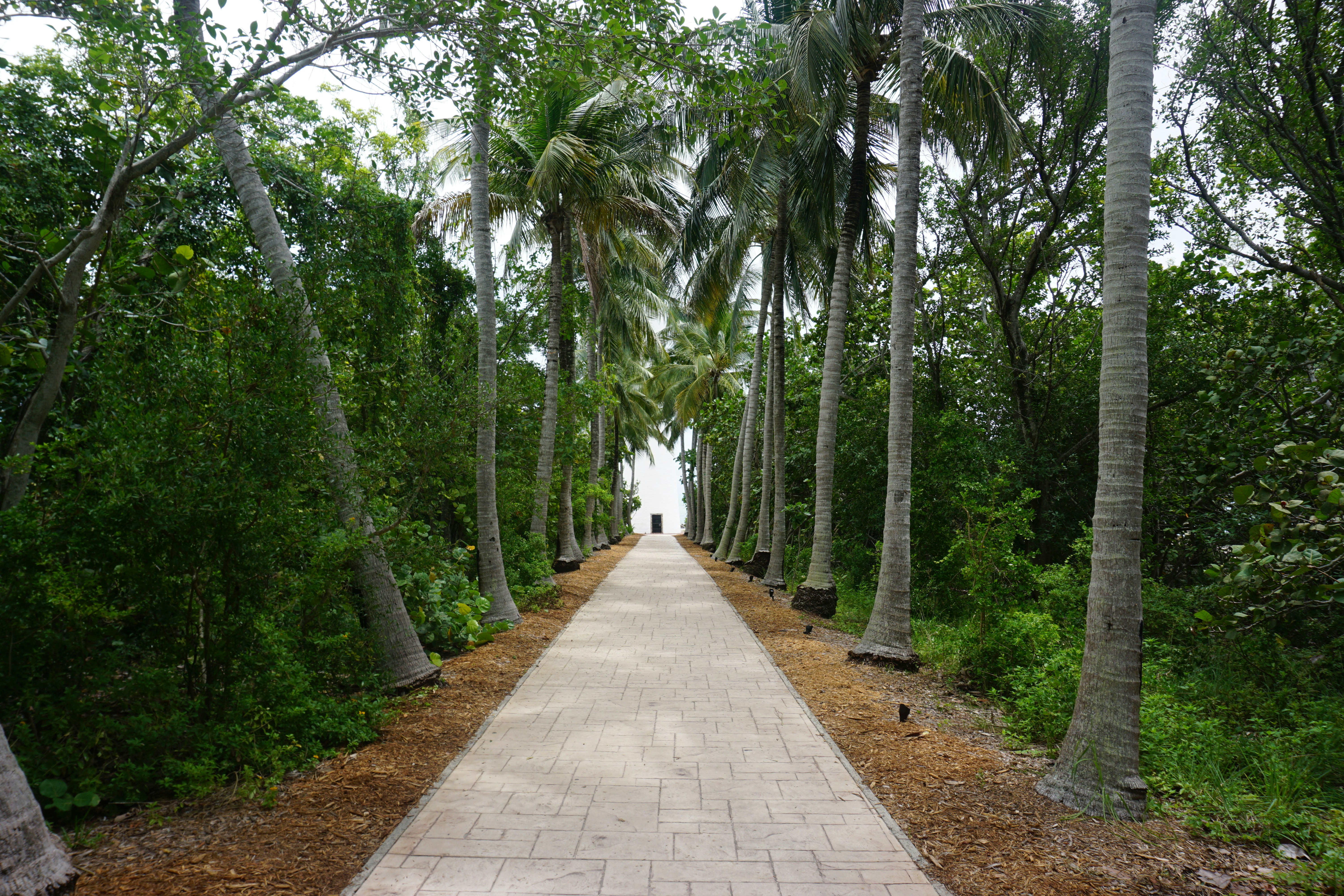 Concrete pathway between trees photo – Free Green Image on Unsplash
