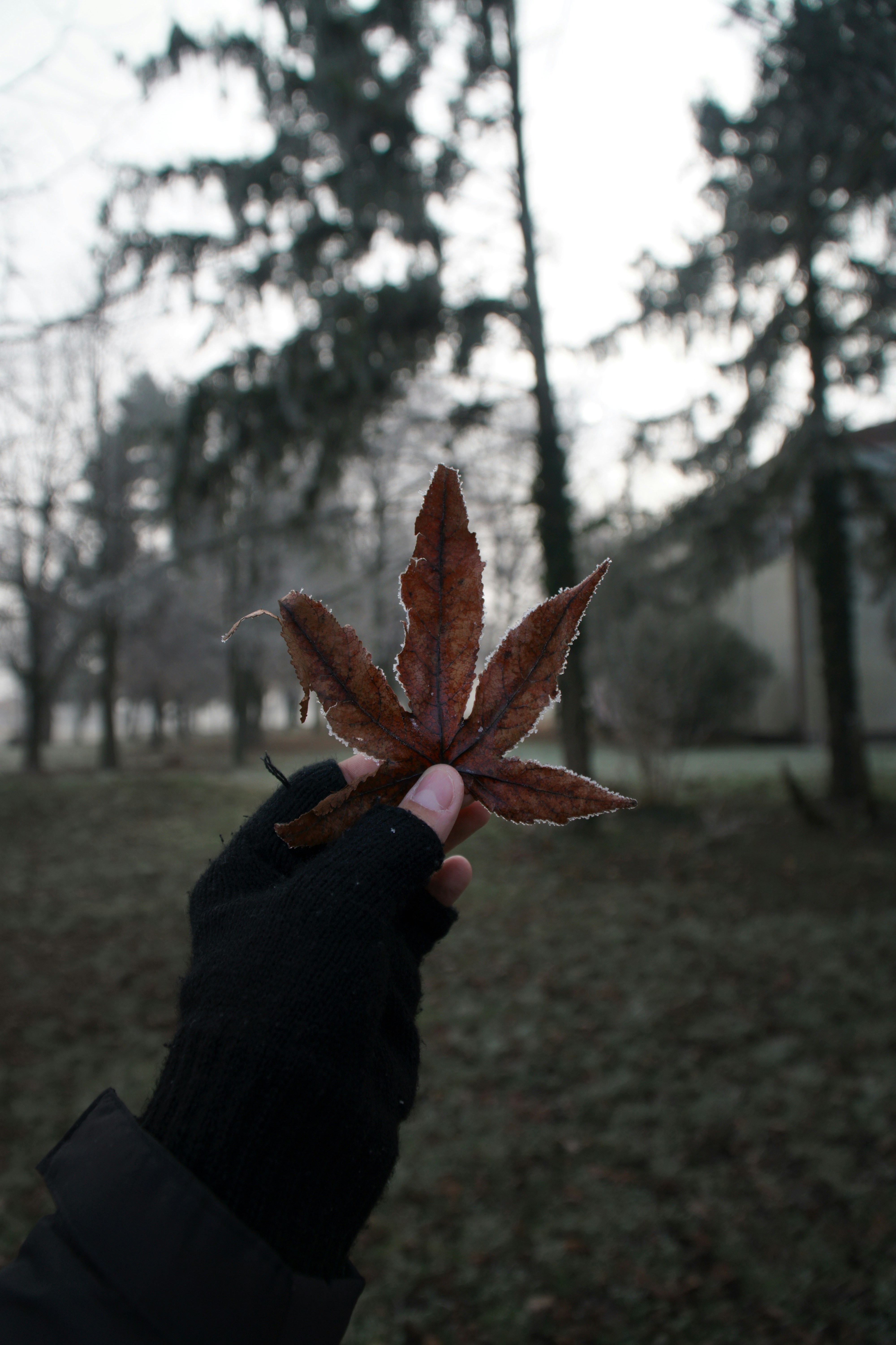 Frost-kissed Maple Handheld in a Dim Park