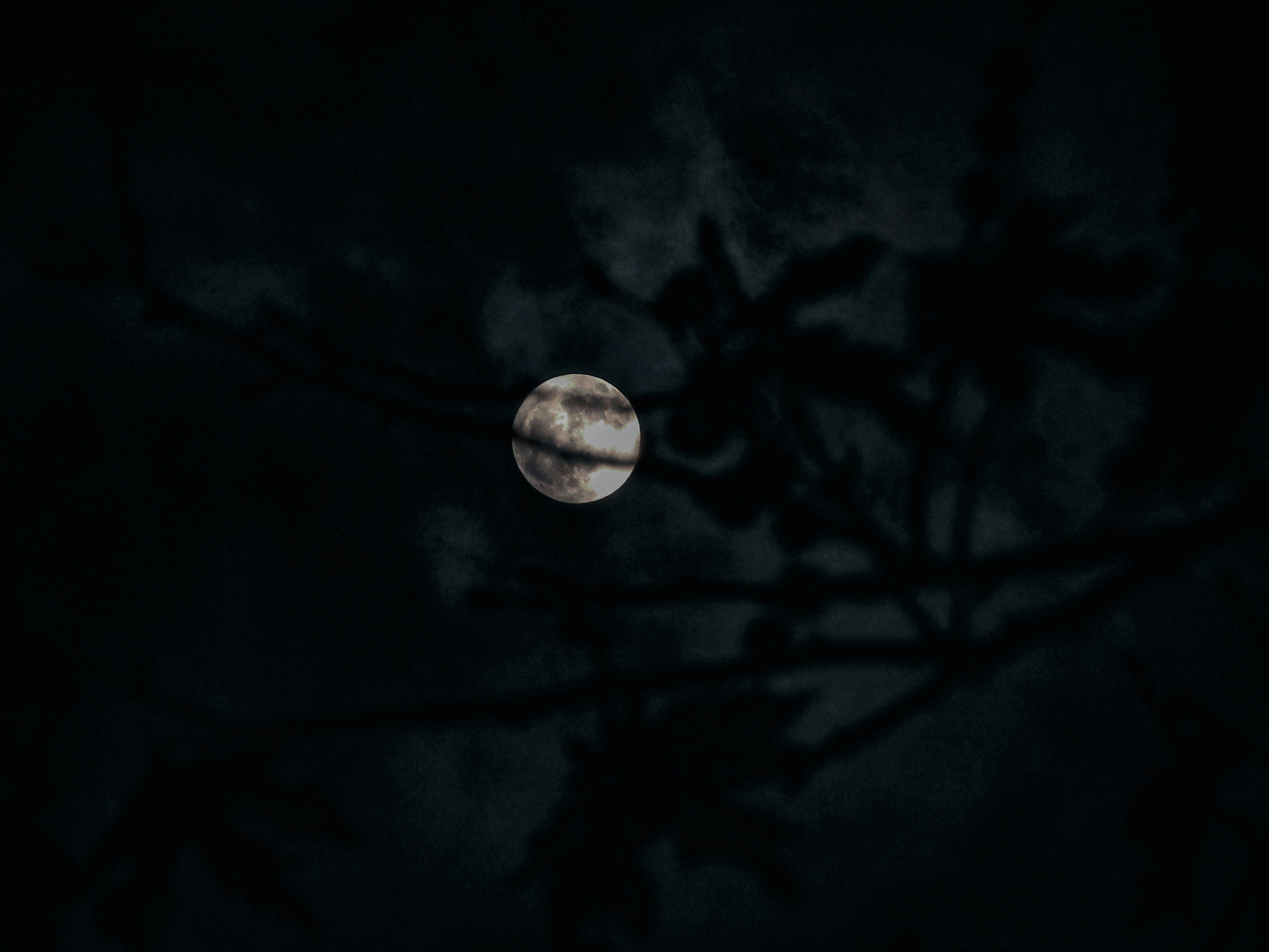 Full moon partially obscured by silhouetted branches against a dark, cloudy sky.