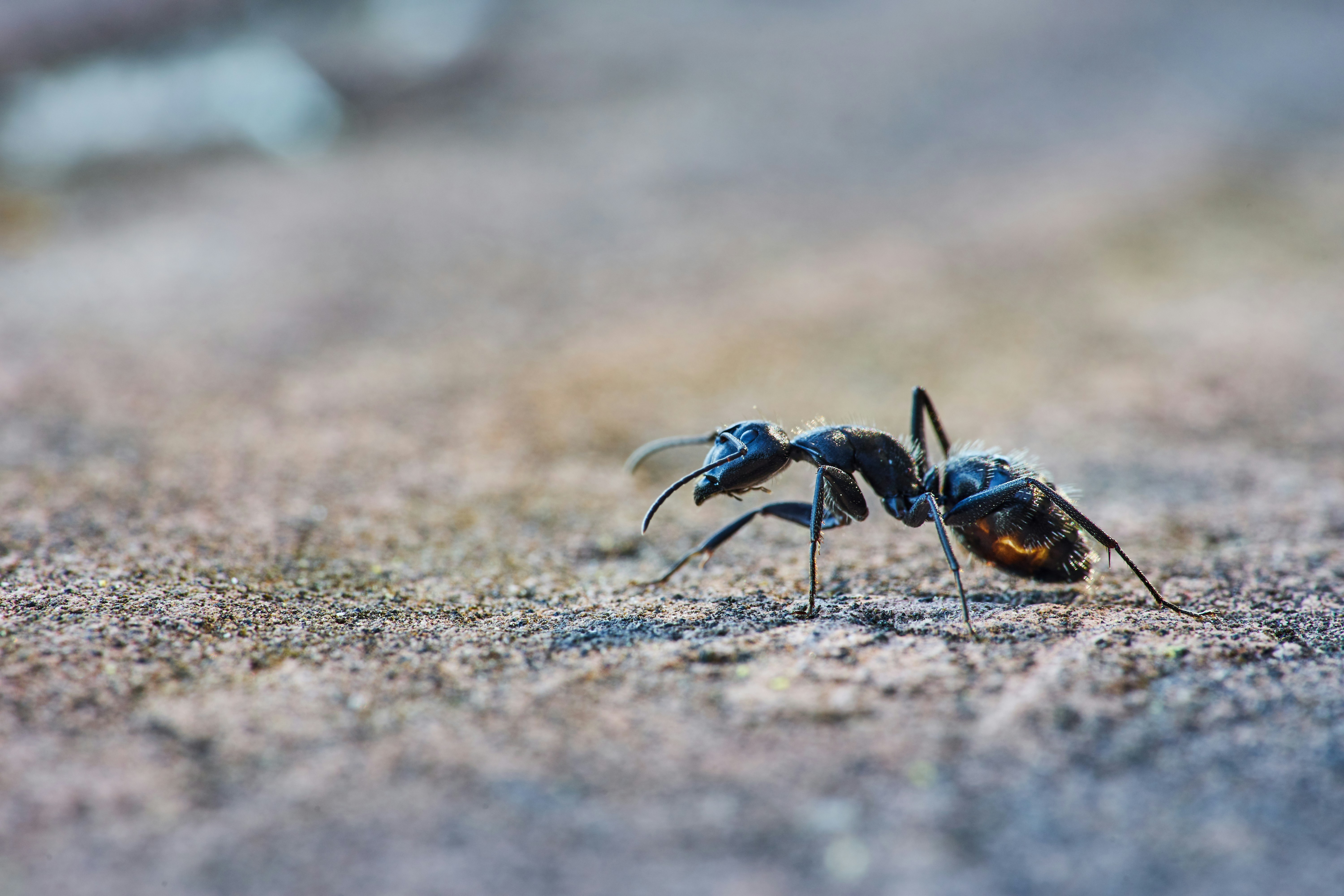 Desert Runner: a lone ant-carapace crossing a sandy trail