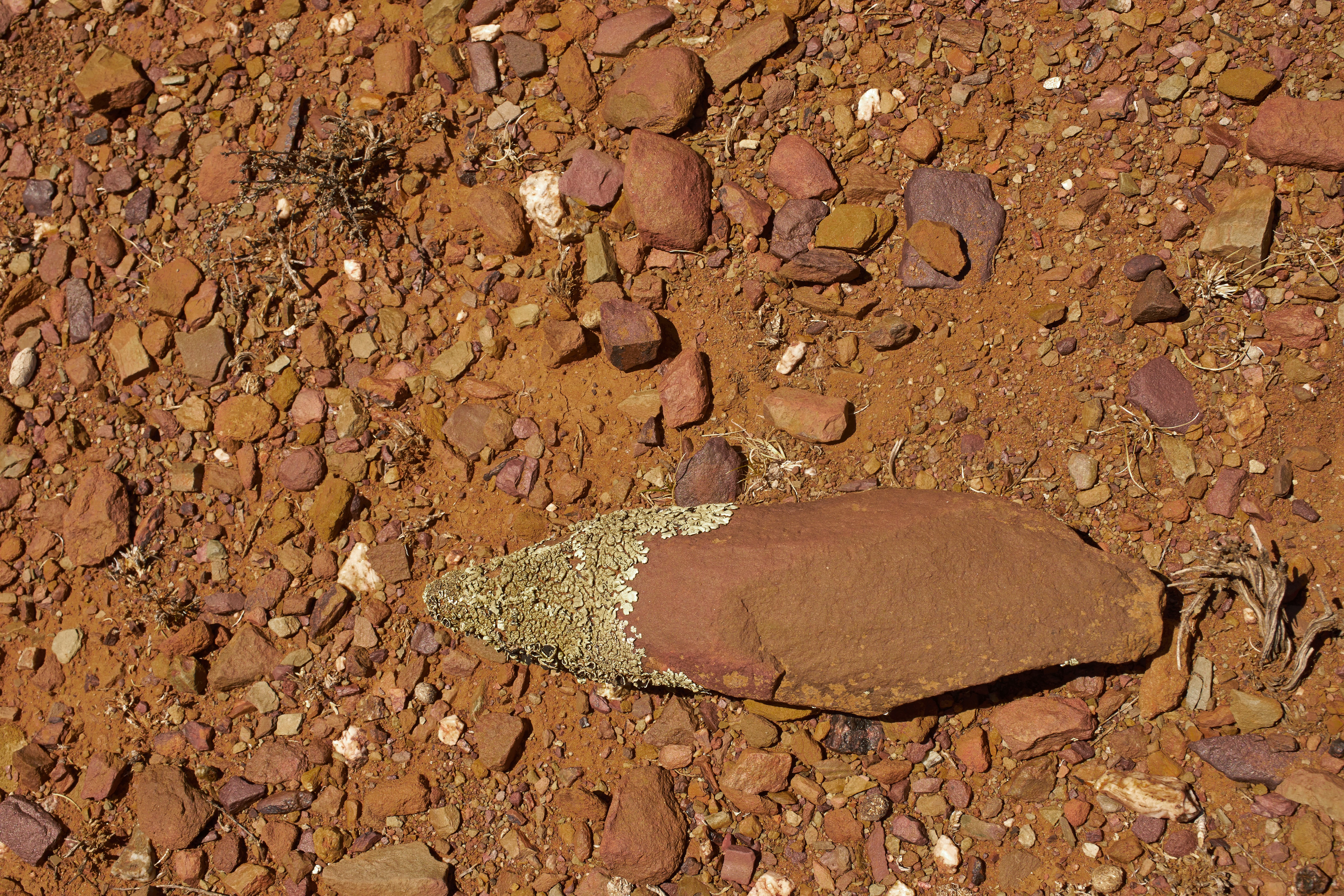 Crimson Shard on Desert Gravel