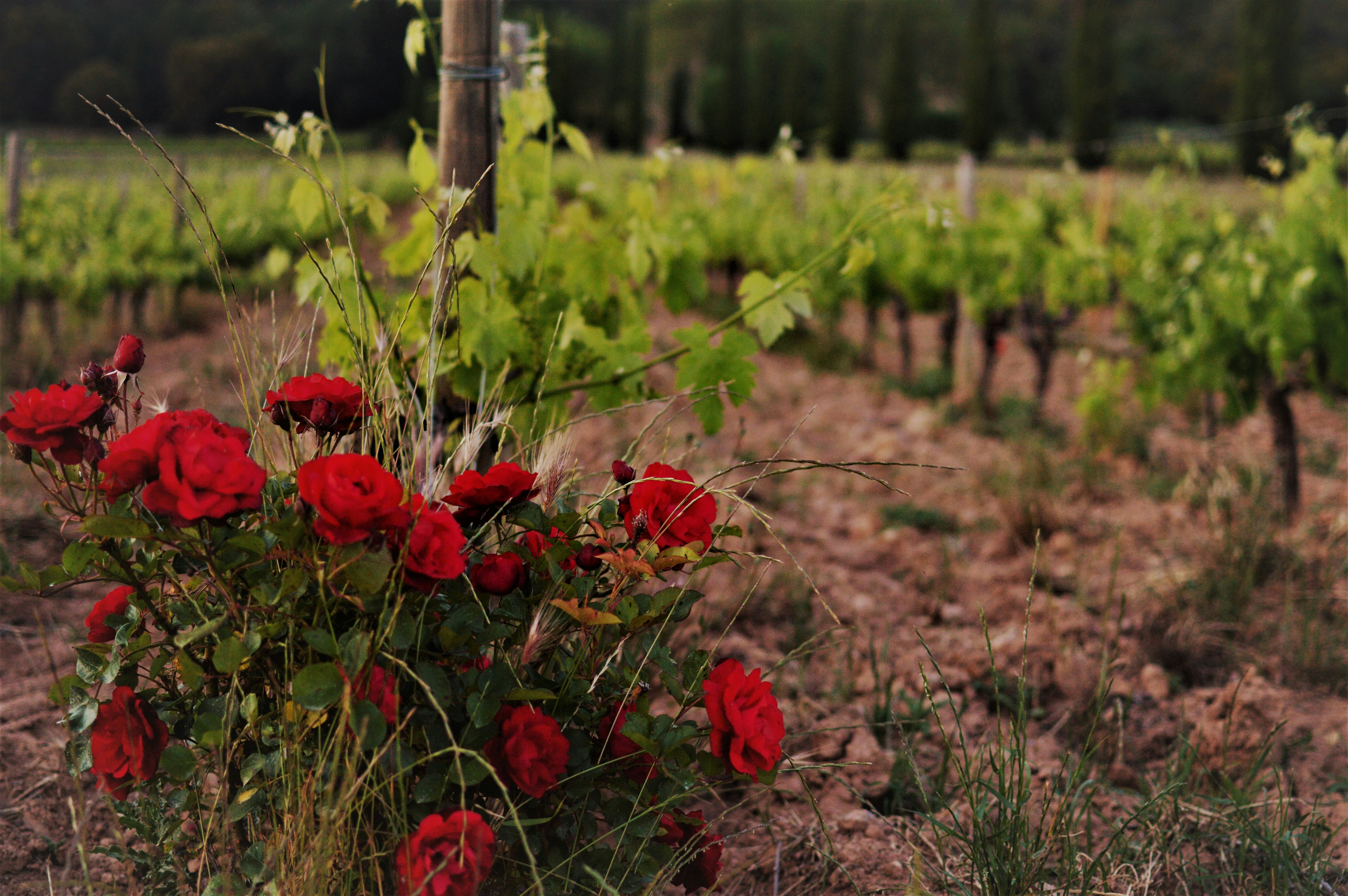 Crimson Roses at the Edge of a Quiet Vineyard