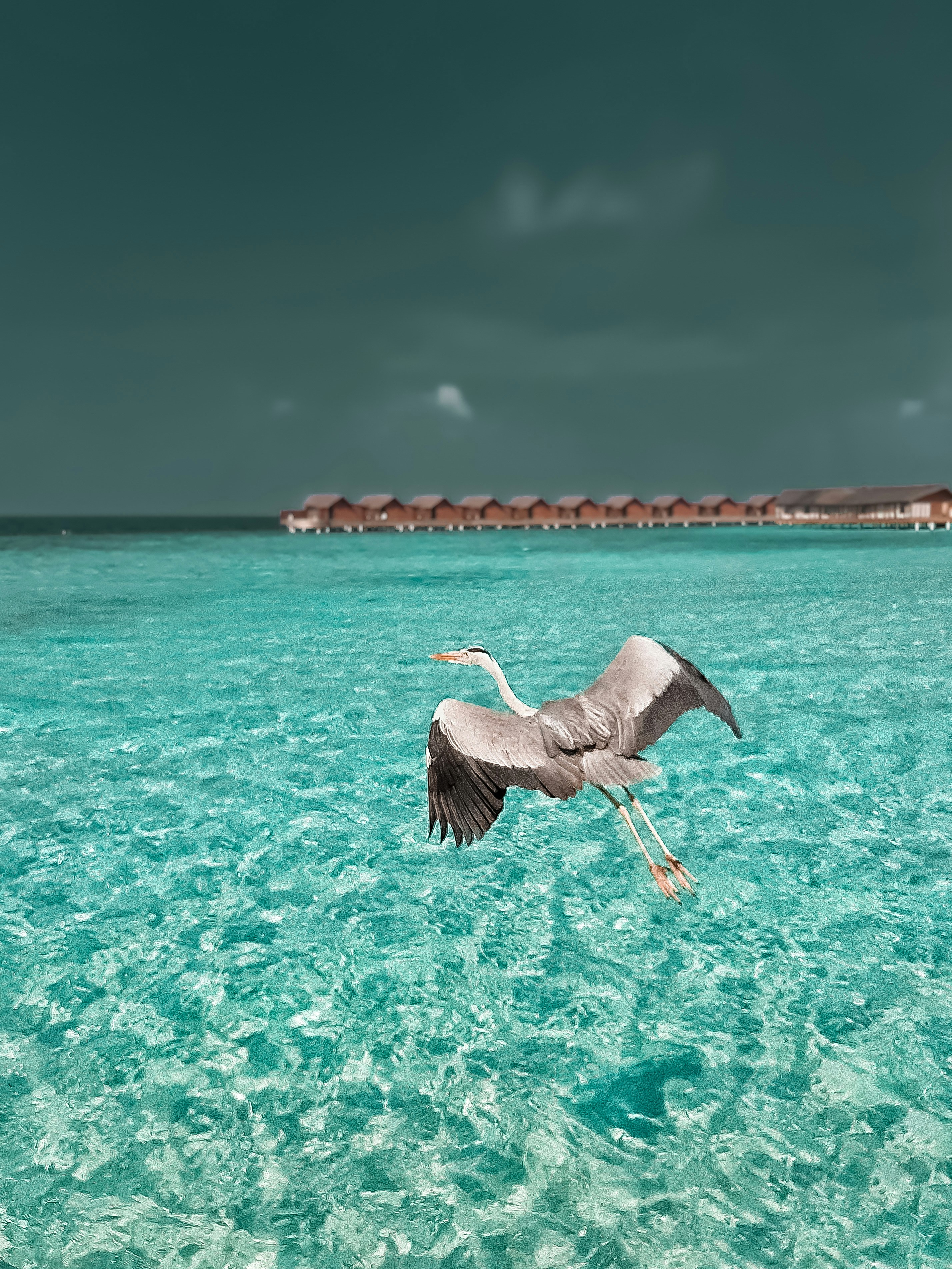 A heron gliding gracefully above shimmering turquoise waters, with a backdrop of overwater bungalows. The scene captures the tranquility of a coastal paradise.