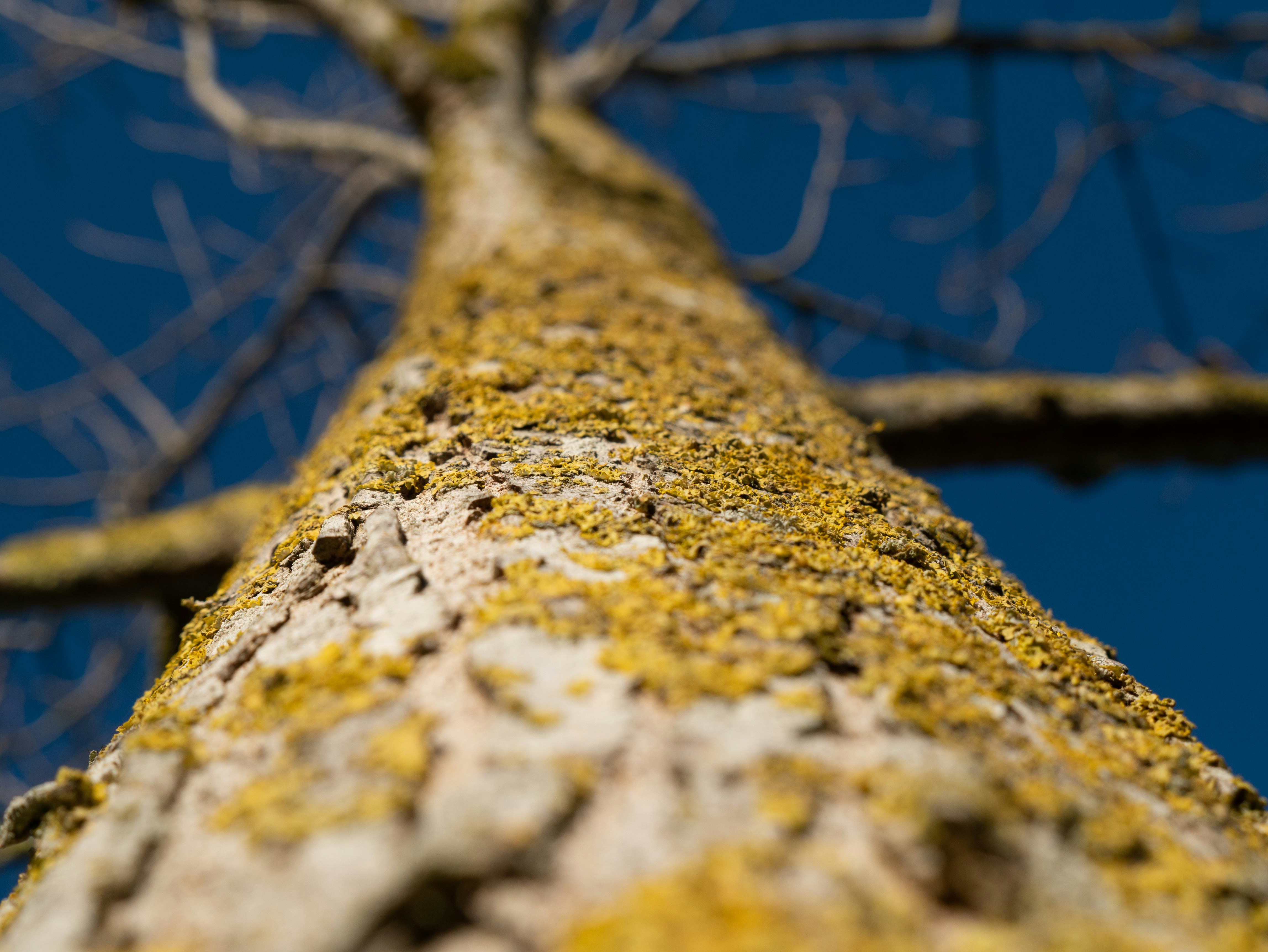 Brown Bare Tree