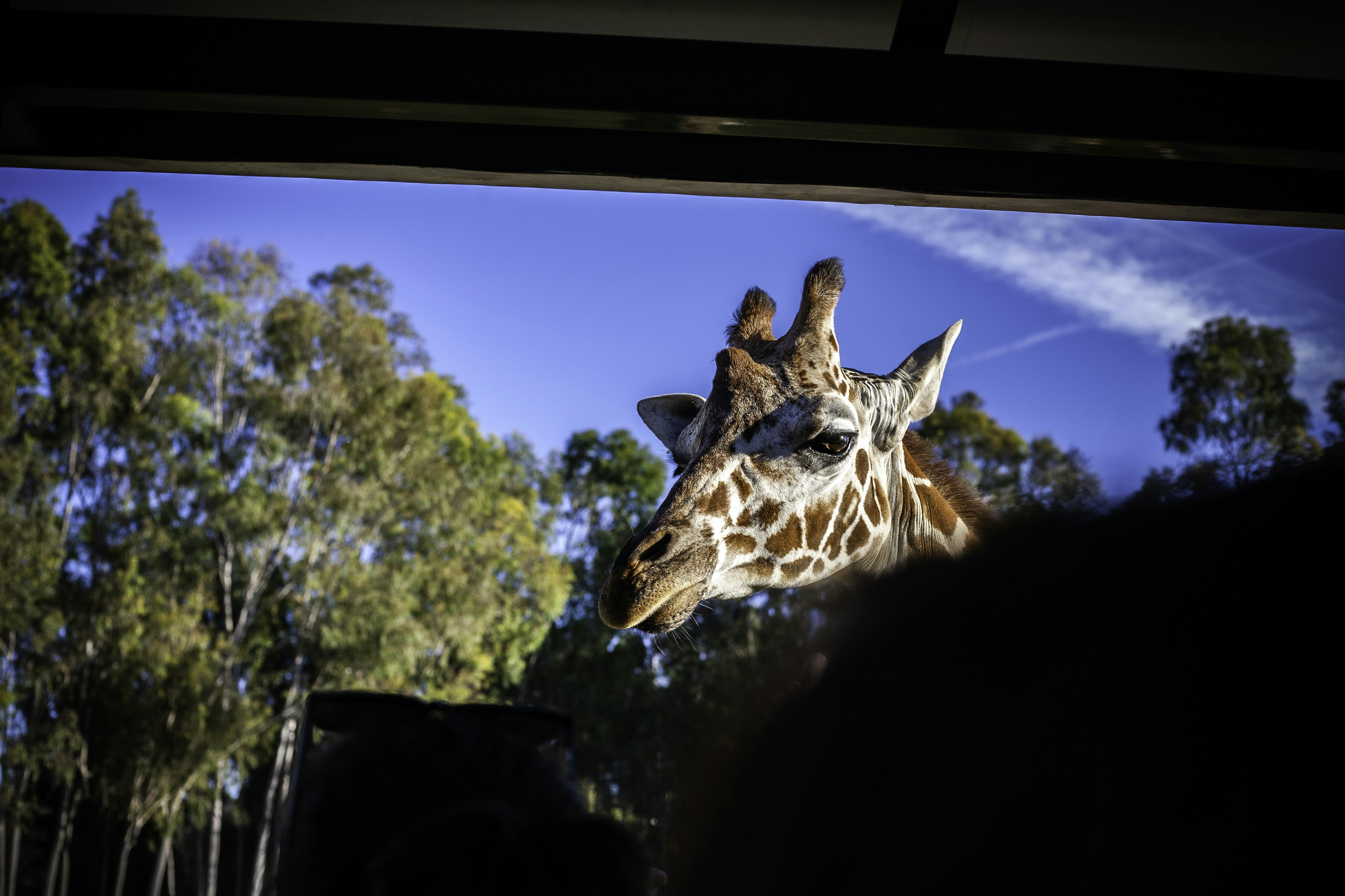 Giraffe Gaze Through a Car Window Under a Clear Blue Sky