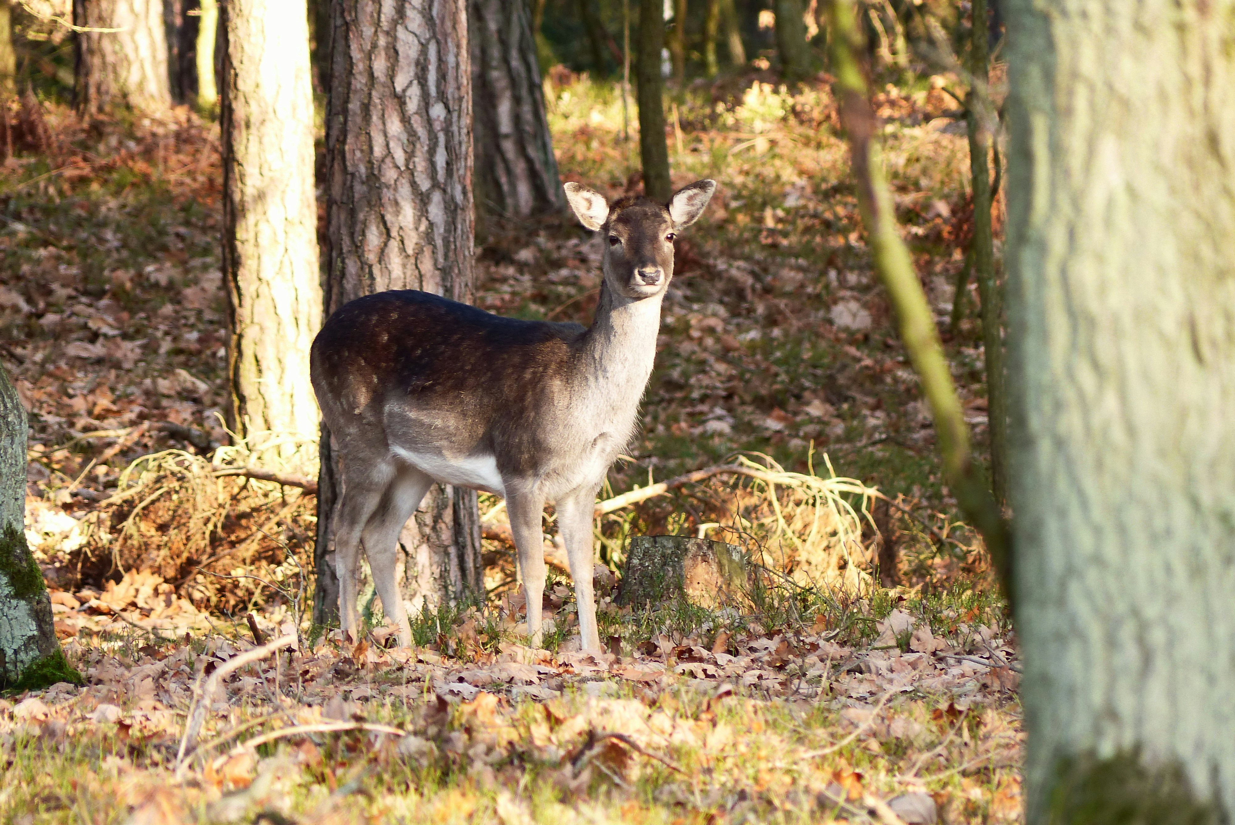 A serene deer stands amidst fallen leaves in a sunlit forest, framed by towering trees. The scene captures the tranquility of wildlife in its natural habitat.