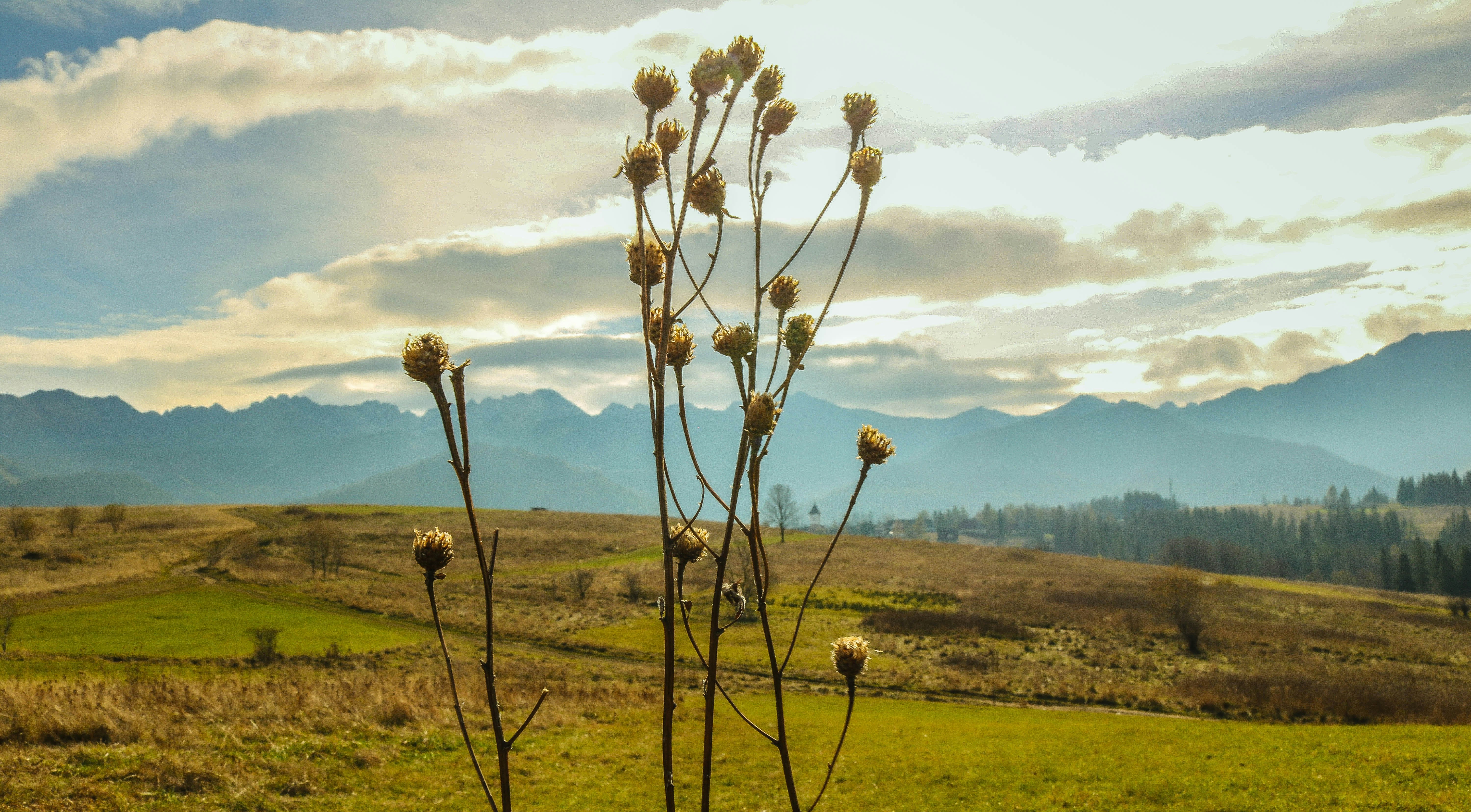 Tall dried plants in a sunlit field with distant mountains under a partly cloudy sky.
